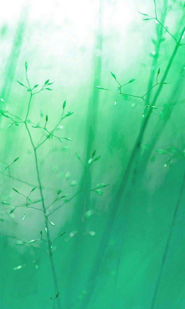 Soft Green Wallpapers - Top Free Soft Green Backgrounds - WallpaperAccess