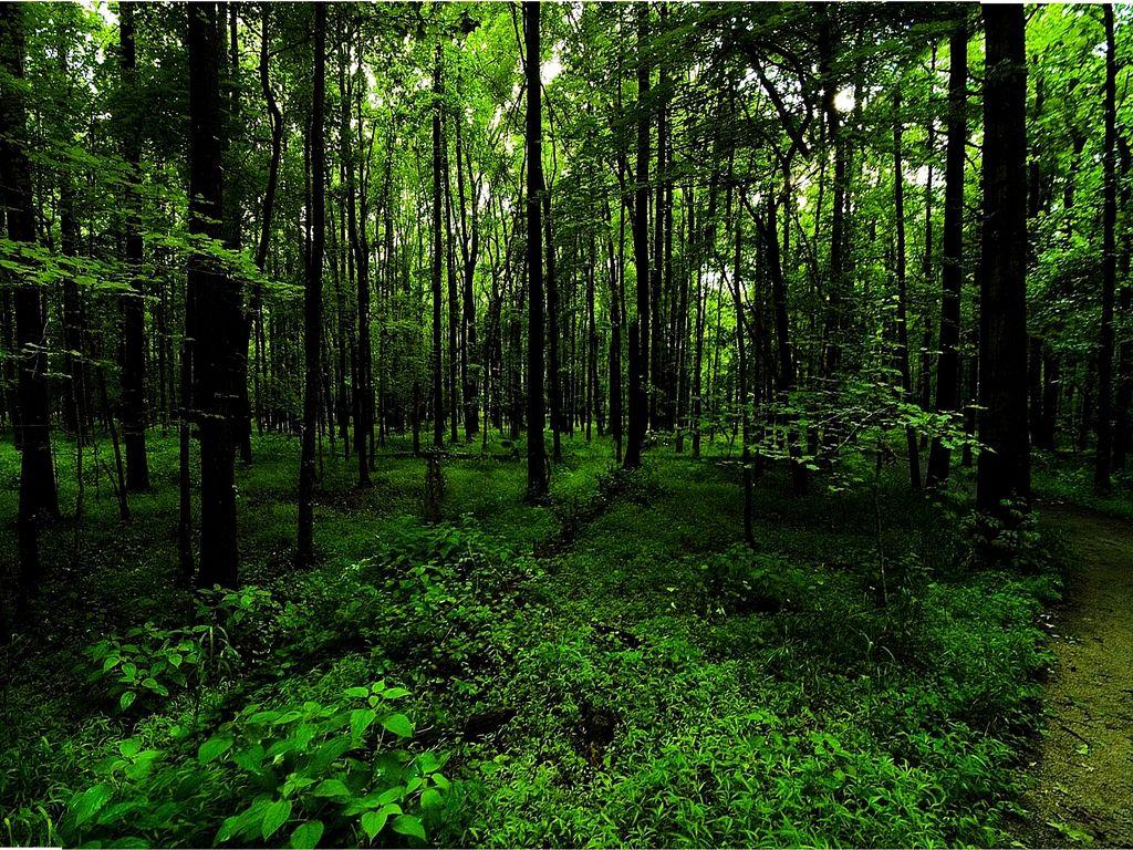Deep Forest Wallpapers - Top Free Deep Forest Backgrounds - WallpaperAccess