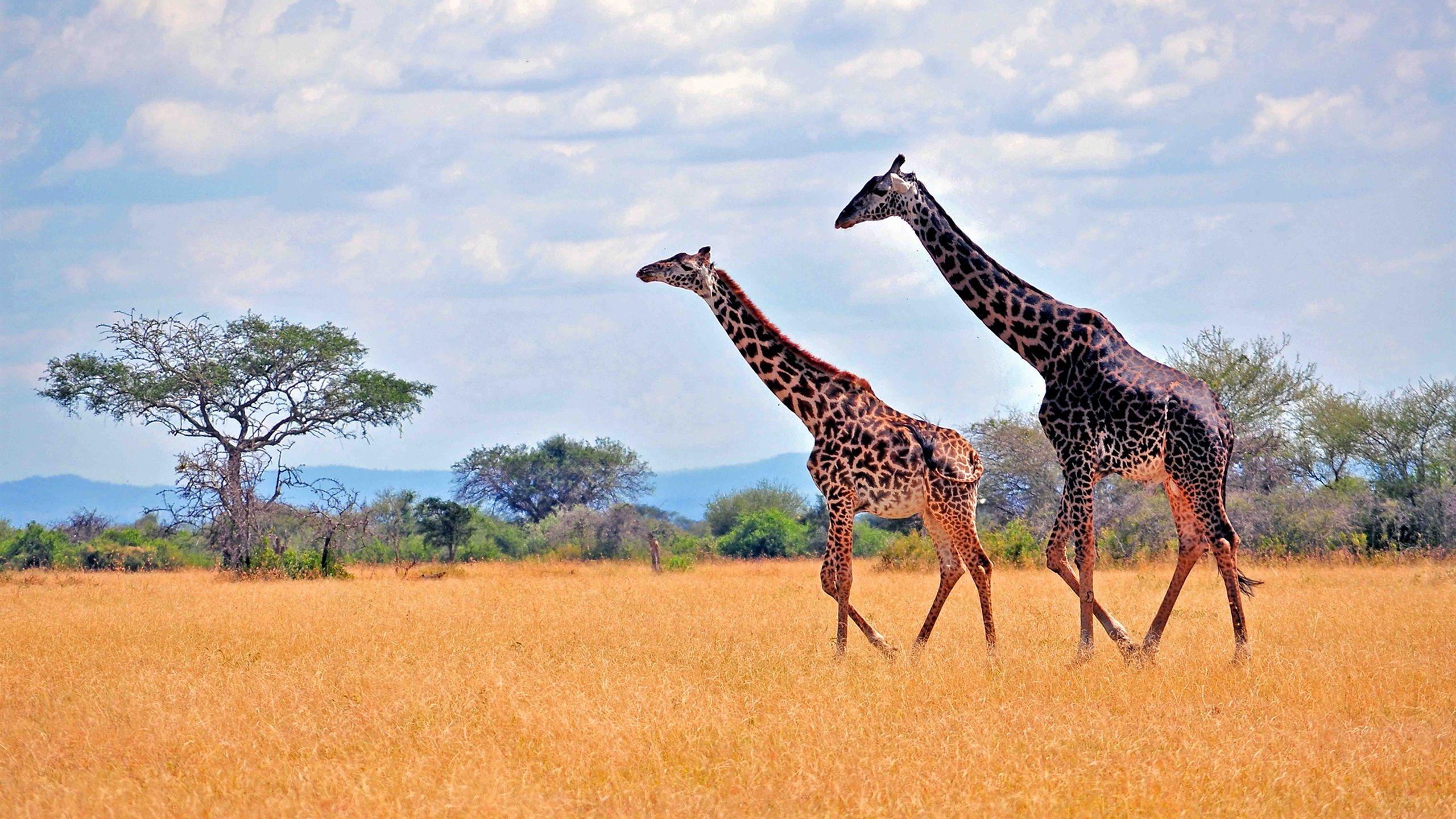 African Safari Wallpapers - Top Free African Safari Backgrounds ...