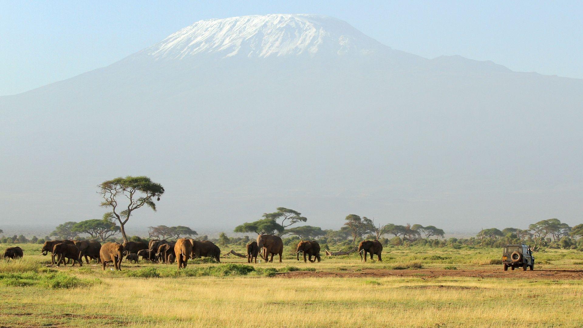 African Safari Wallpapers - Top Free African Safari Backgrounds ...