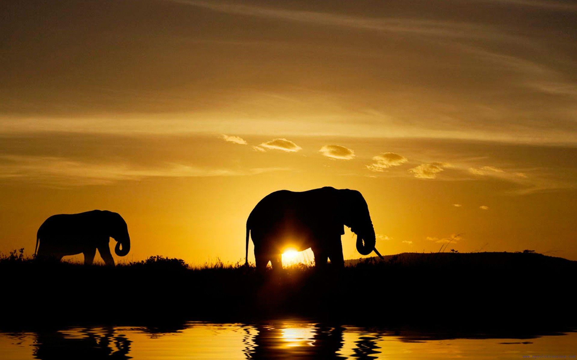 African Safari Wallpapers - Top Free African Safari Backgrounds ...