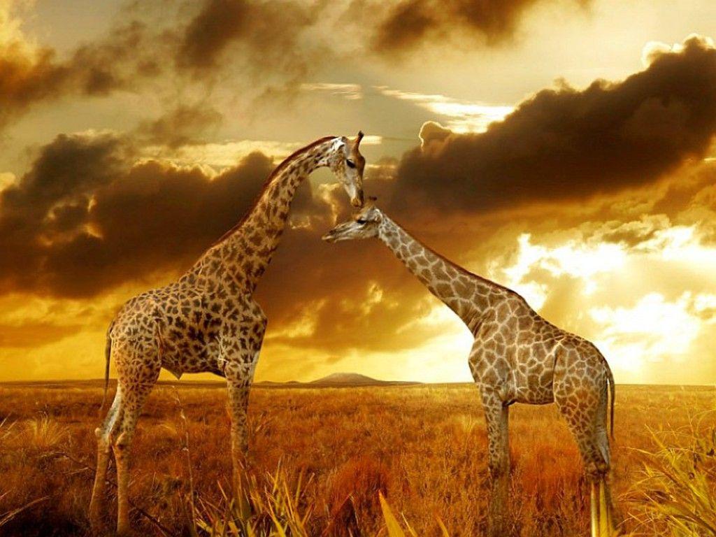African Safari Wallpapers - Top Free African Safari Backgrounds - WallpaperAccess