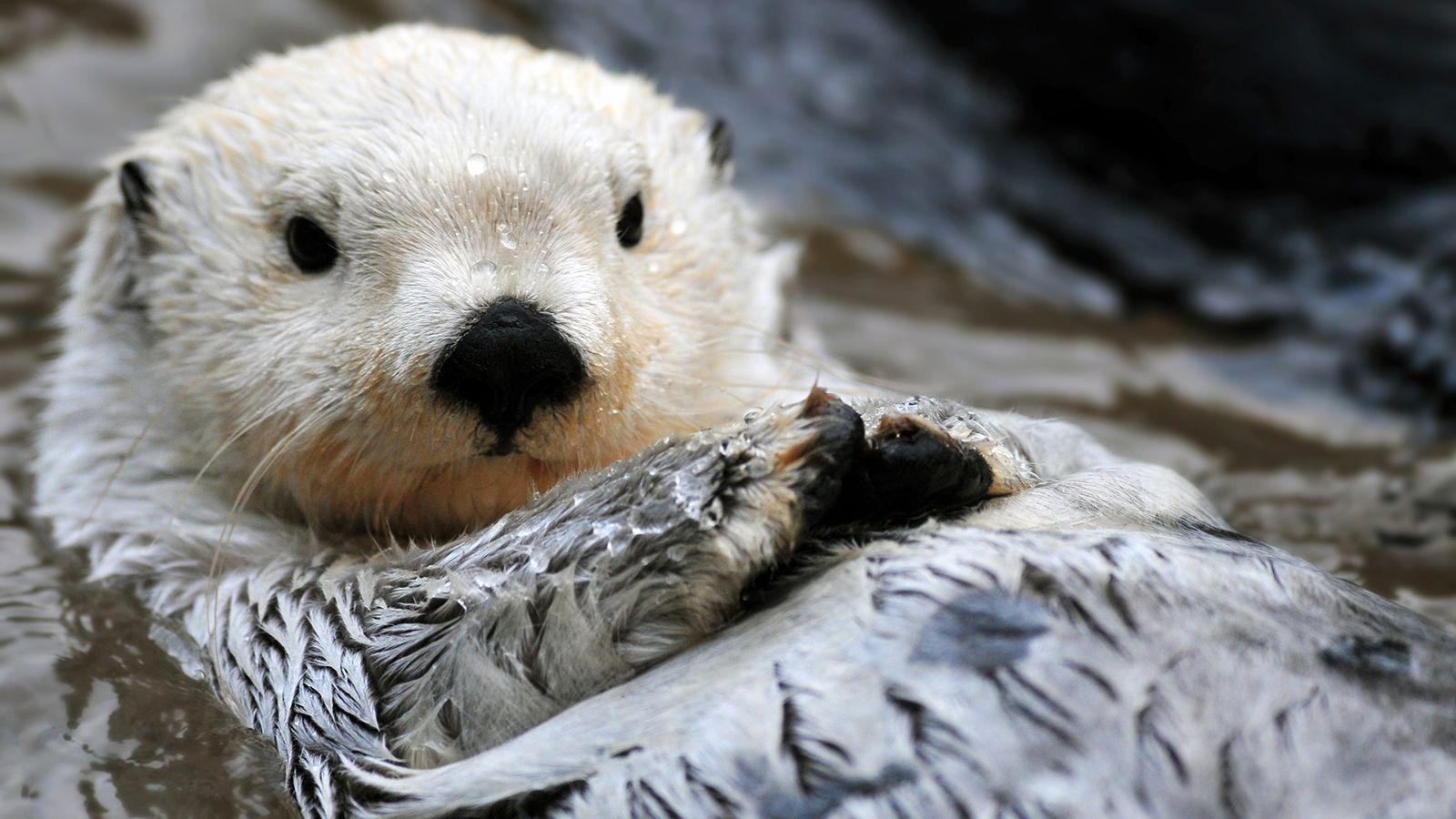 Sea Otter Wallpapers - Top Free Sea Otter Backgrounds - WallpaperAccess
