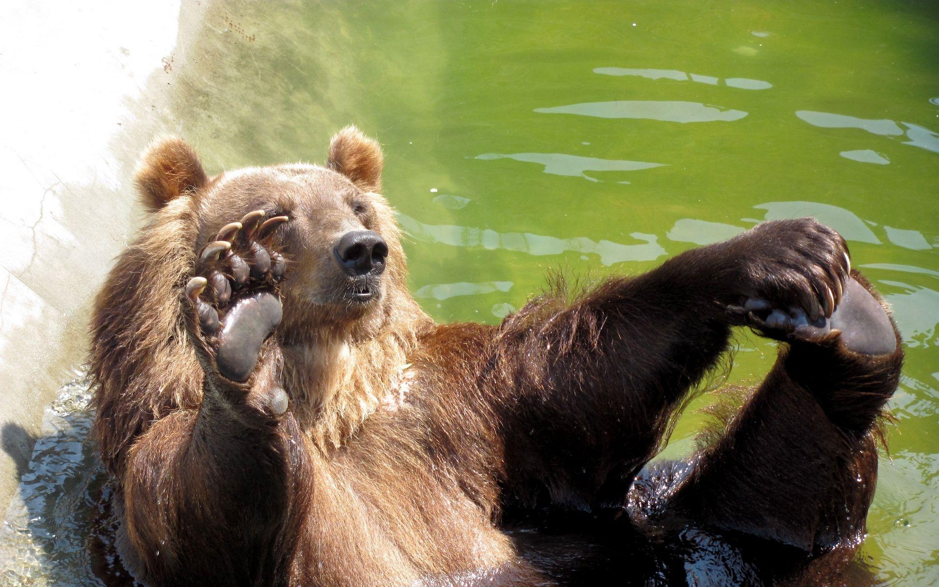 Bear Paw Wallpapers - Top Free Bear Paw Backgrounds - WallpaperAccess