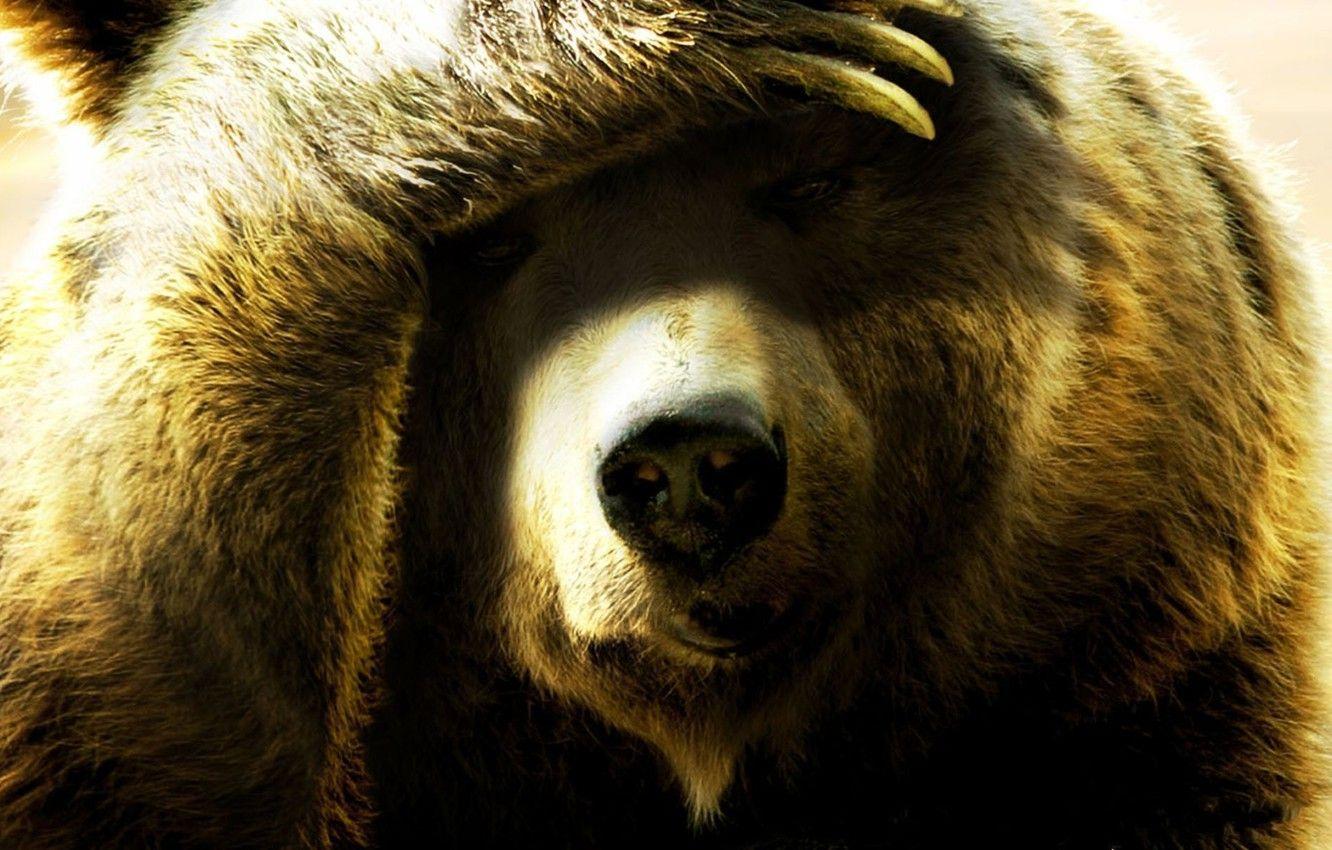 Bear Paw Wallpapers - Top Free Bear Paw Backgrounds - WallpaperAccess