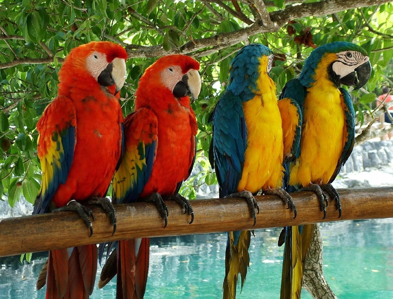 Tropical Birds Wallpapers - Top Free Tropical Birds Backgrounds ...
