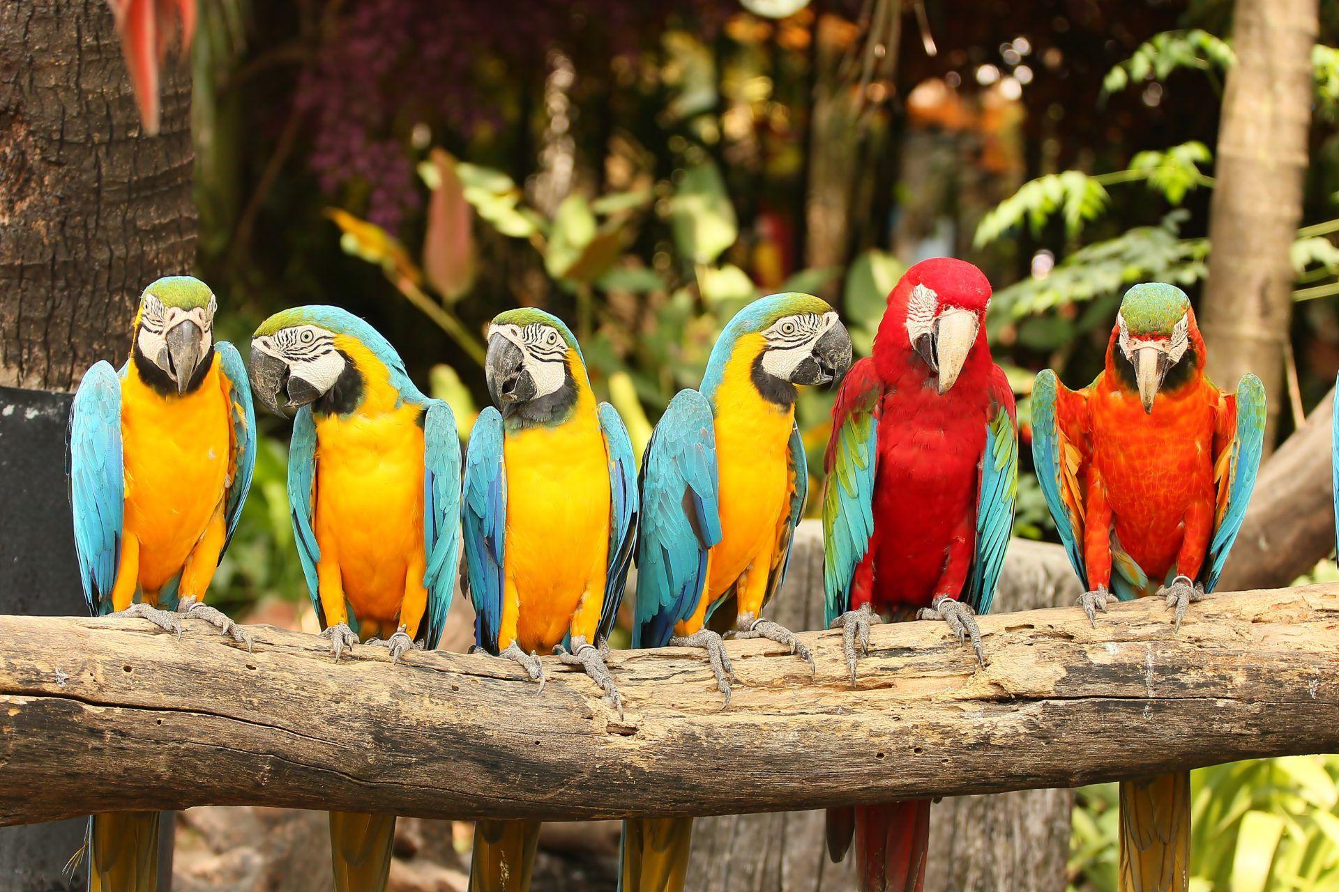 Exotic Bird Wallpapers - Top Free Exotic Bird Backgrounds - WallpaperAccess