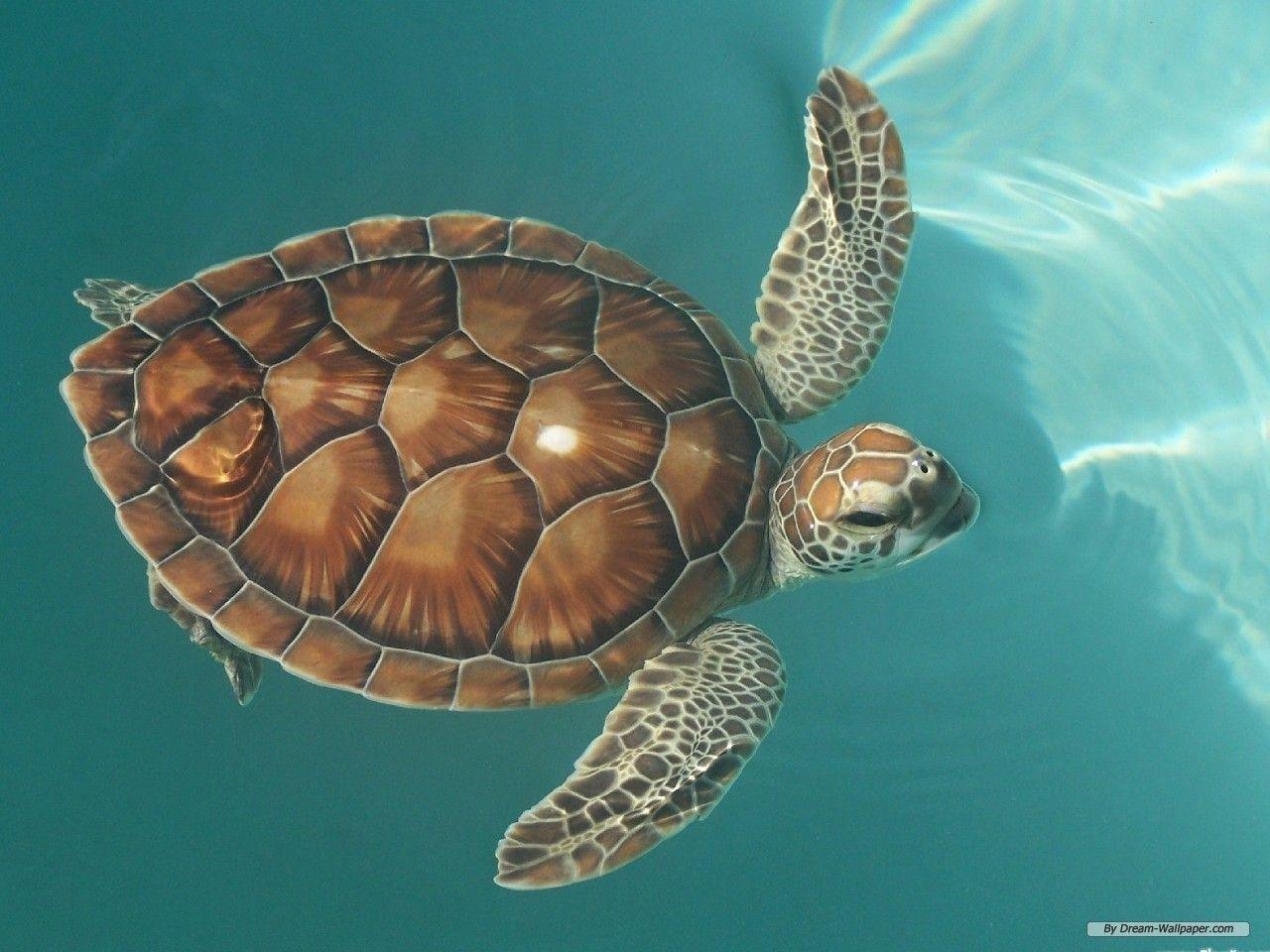 Tropical Animals Wallpapers - Top Free Tropical Animals Backgrounds ...
