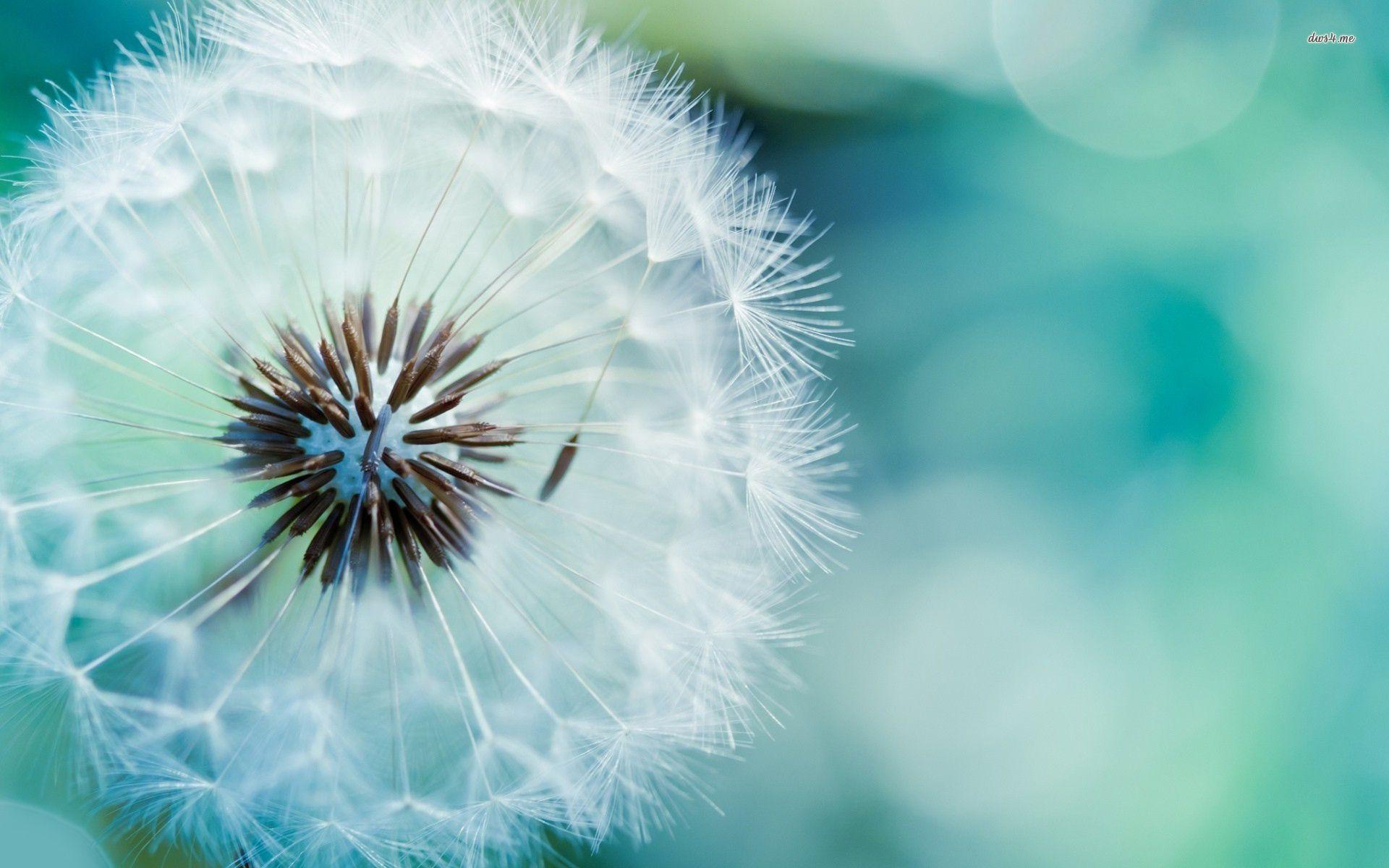 Close Up Wallpapers - Top Free Close Up Backgrounds - WallpaperAccess