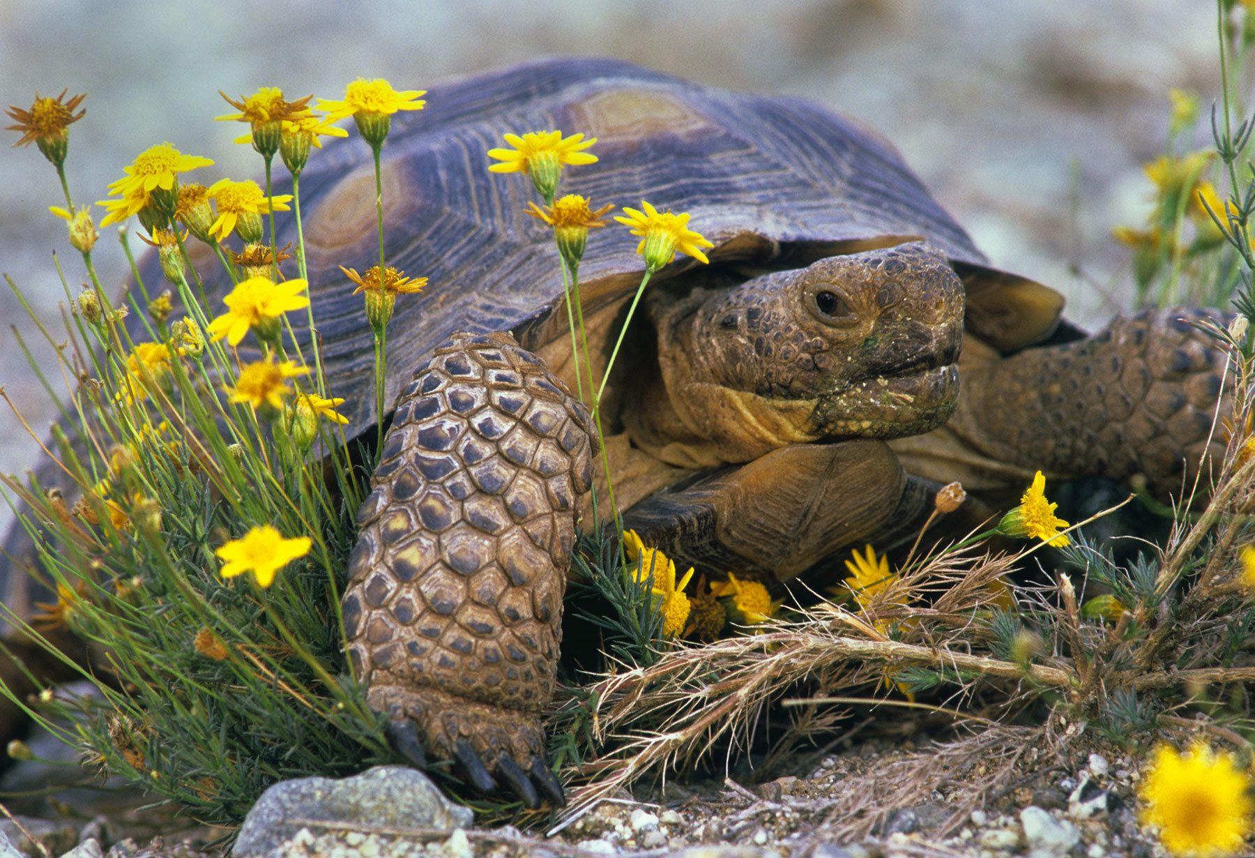 Tropical Animals Wallpapers - Top Free Tropical Animals Backgrounds ...