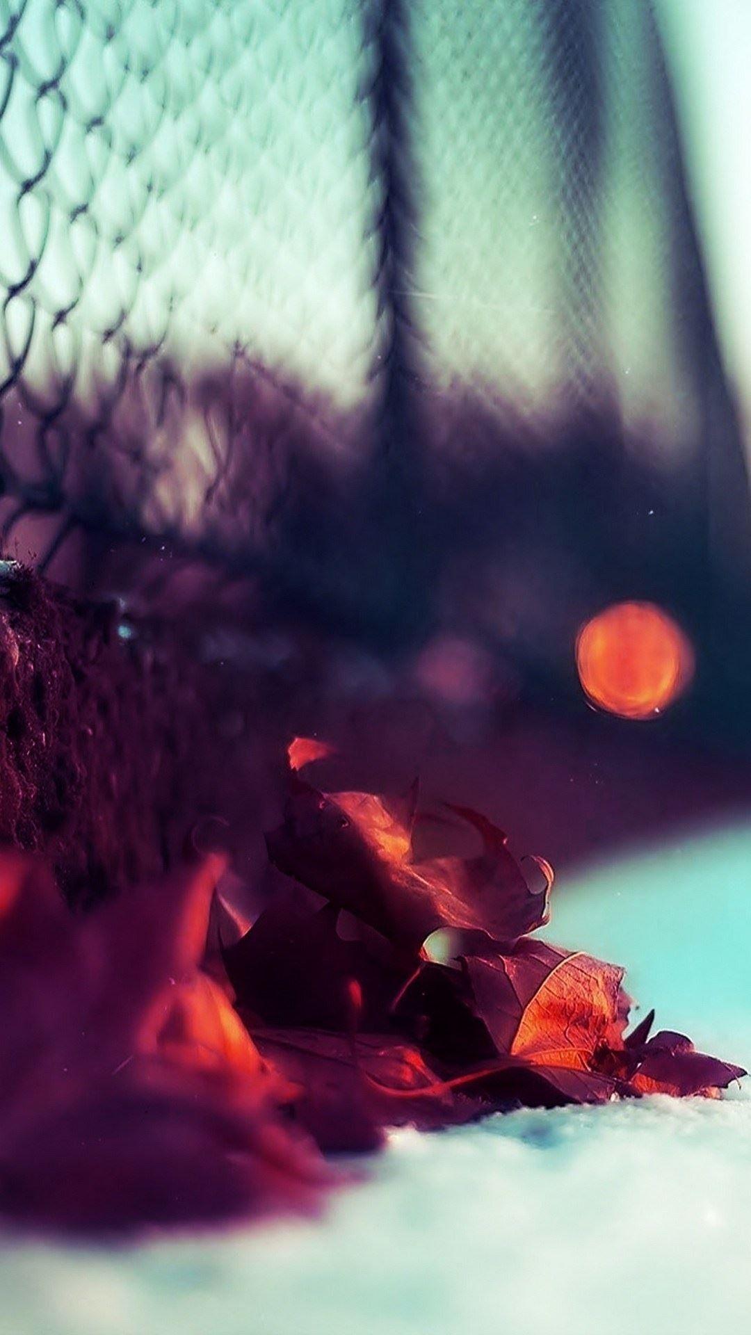 Close Up Wallpapers - Top Free Close Up Backgrounds - WallpaperAccess