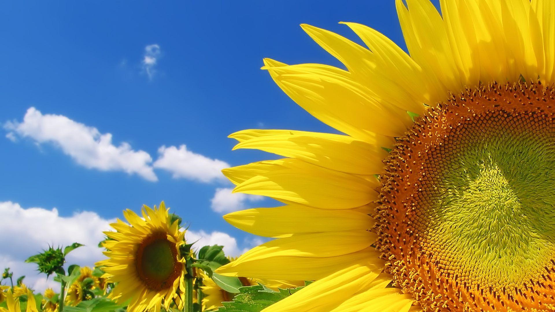 Close Up Wallpapers - Top Free Close Up Backgrounds - WallpaperAccess