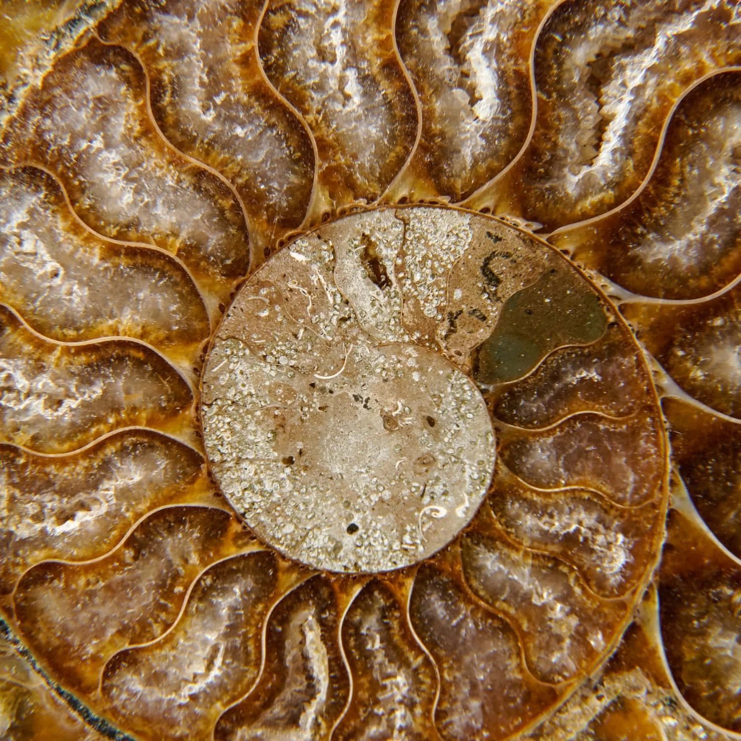 Ammonite Wallpapers - Top Free Ammonite Backgrounds - WallpaperAccess