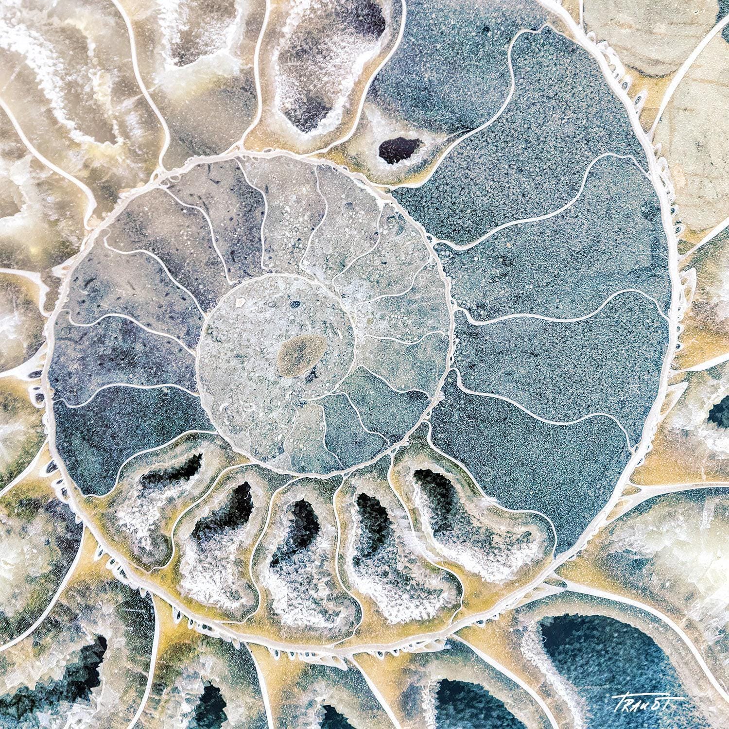 Ammonite Wallpapers - Top Free Ammonite Backgrounds - WallpaperAccess