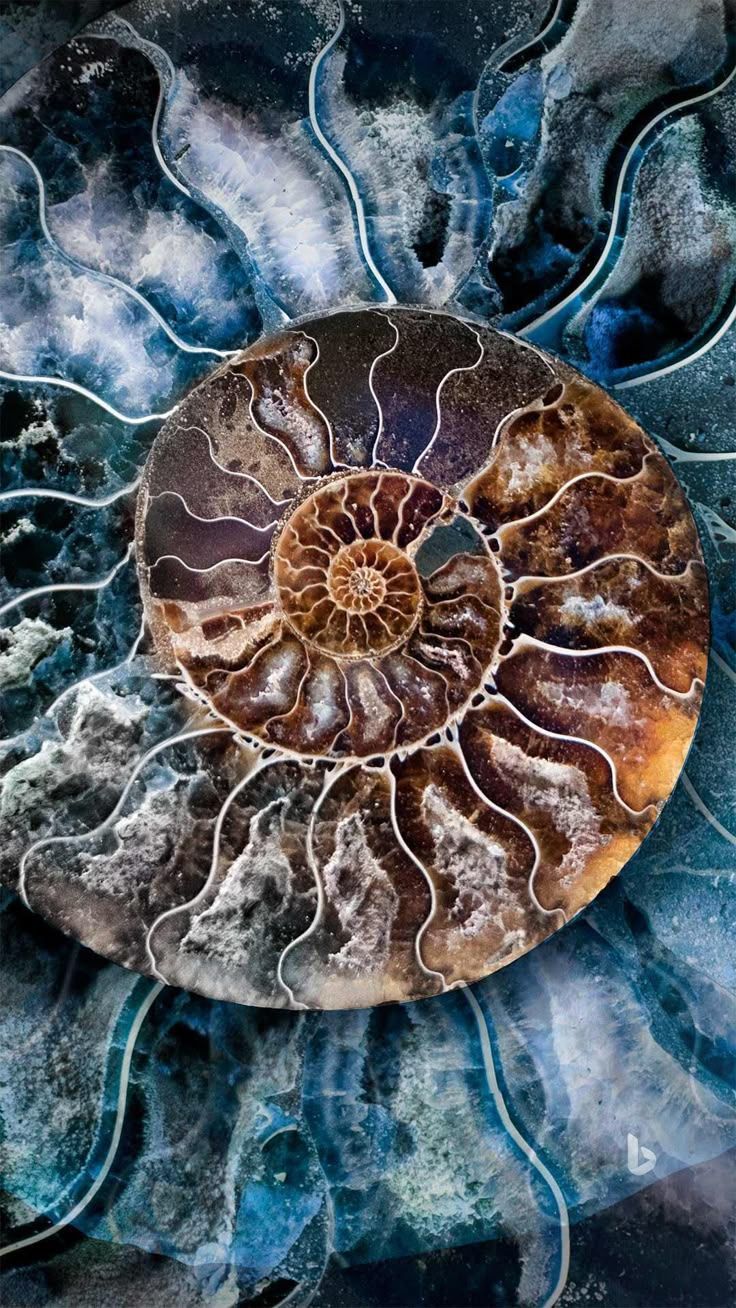 Ammonite Wallpapers - Top Free Ammonite Backgrounds - WallpaperAccess