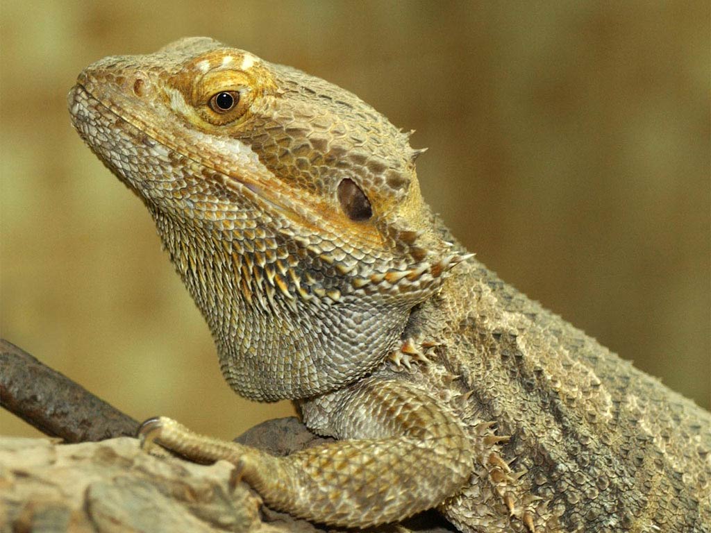Bearded Dragon Wallpapers - Top Free Bearded Dragon Backgrounds ...