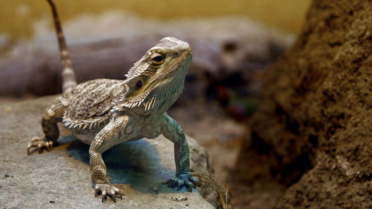 Bearded Dragon Wallpapers - Top Free Bearded Dragon Backgrounds ...