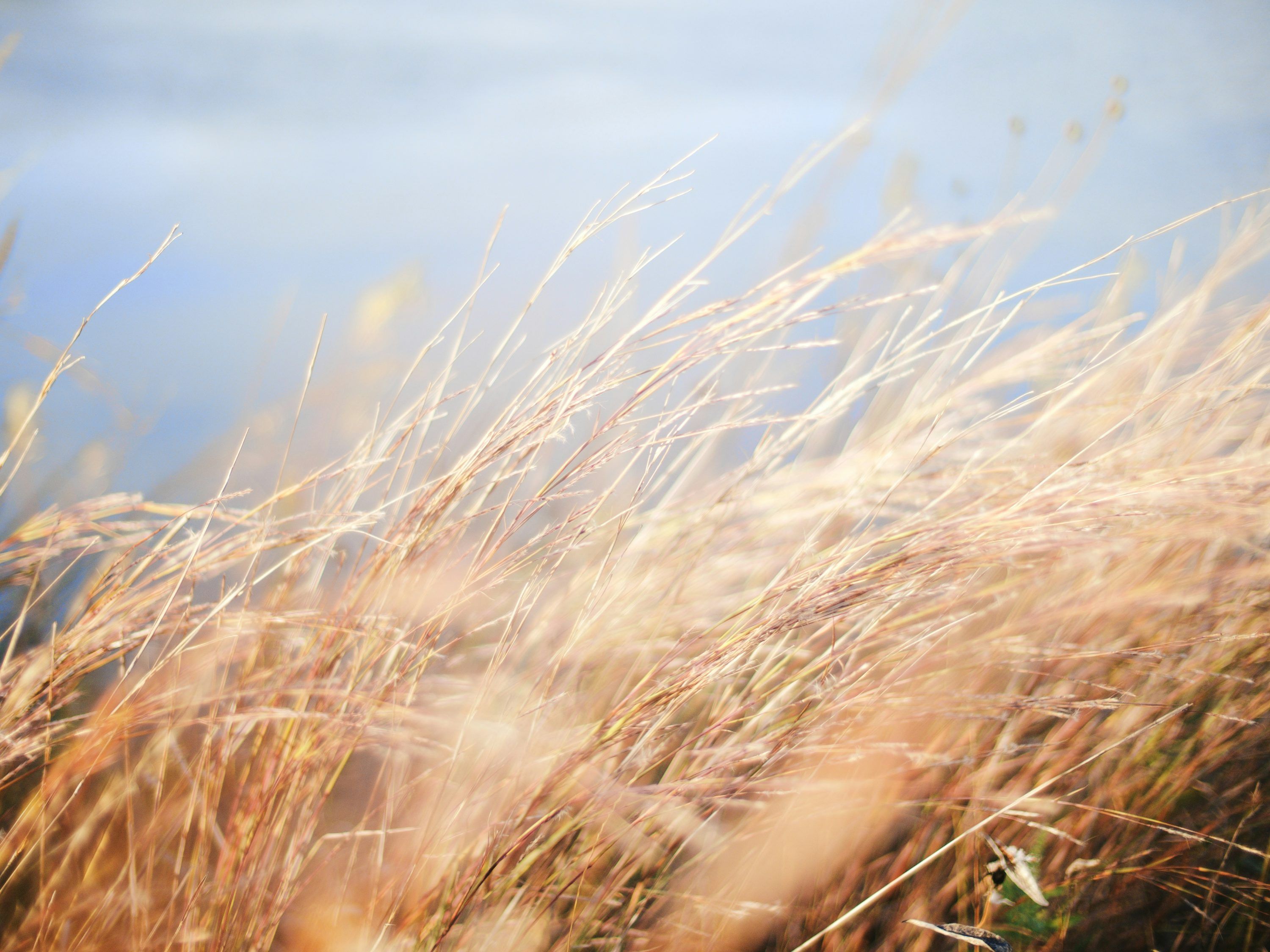 Dry Grass Wallpapers - Top Free Dry Grass Backgrounds - WallpaperAccess