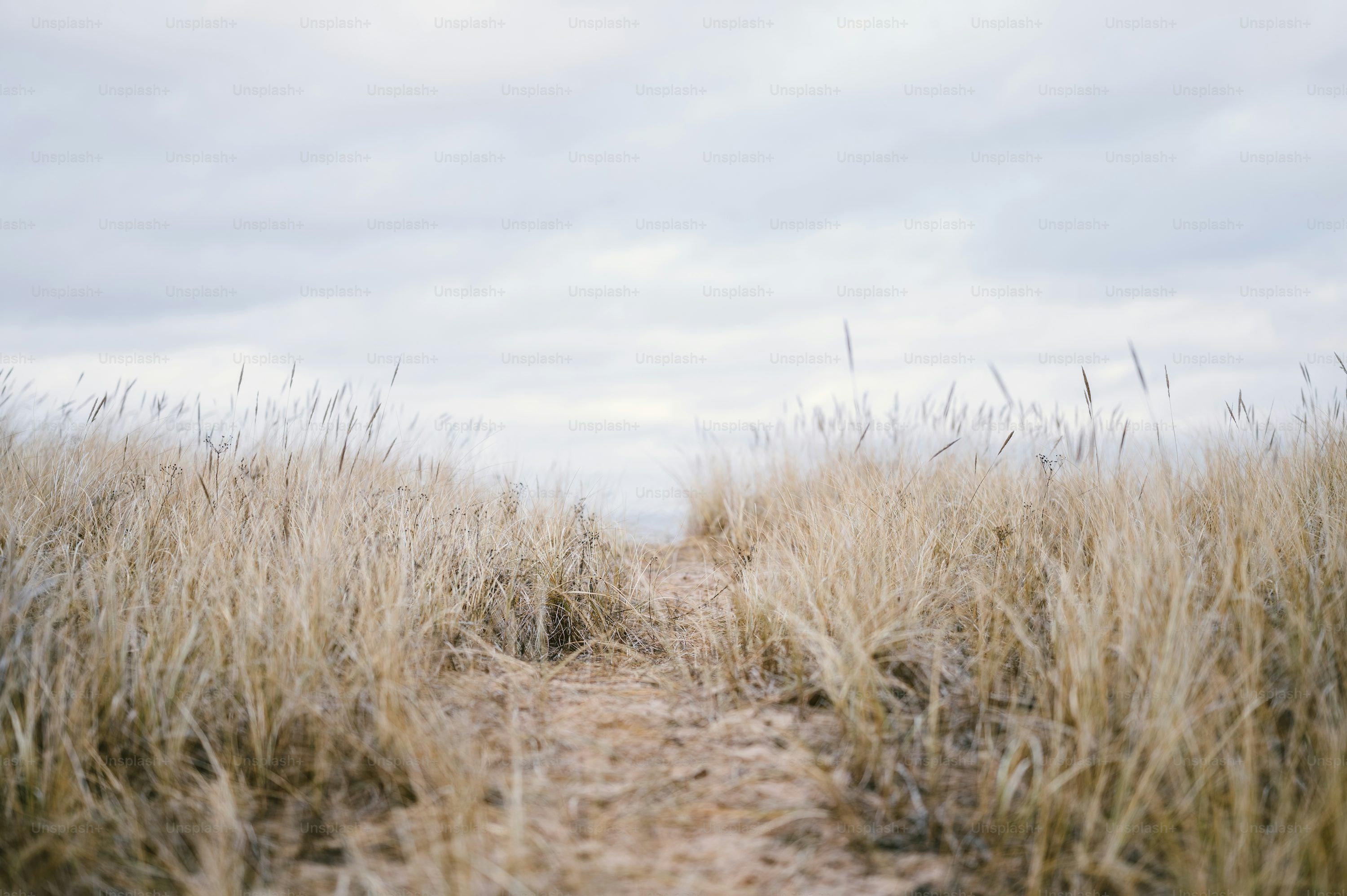 Dry Grass Wallpapers - Top Free Dry Grass Backgrounds - WallpaperAccess