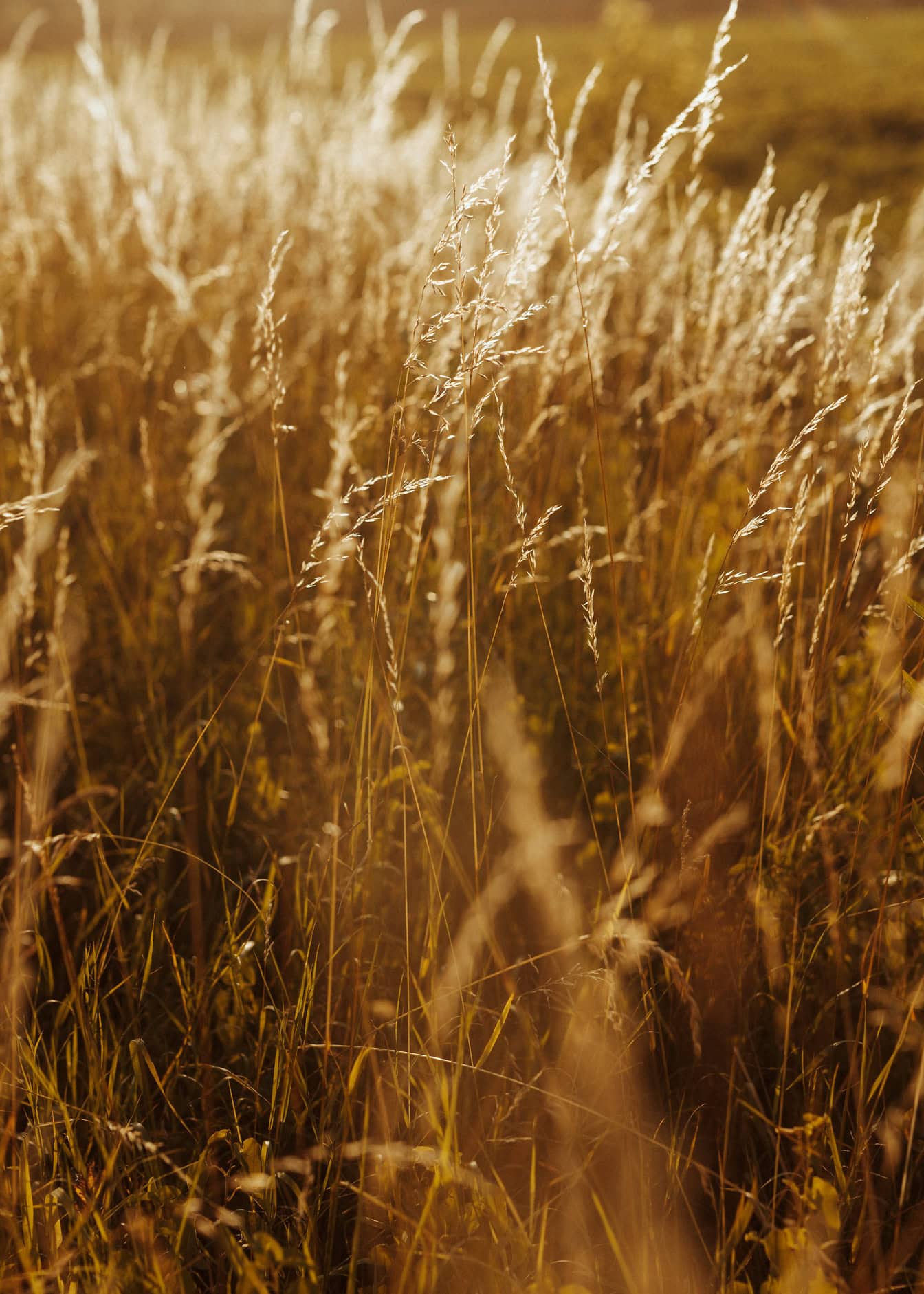 Dry Grass Wallpapers - Top Free Dry Grass Backgrounds - WallpaperAccess