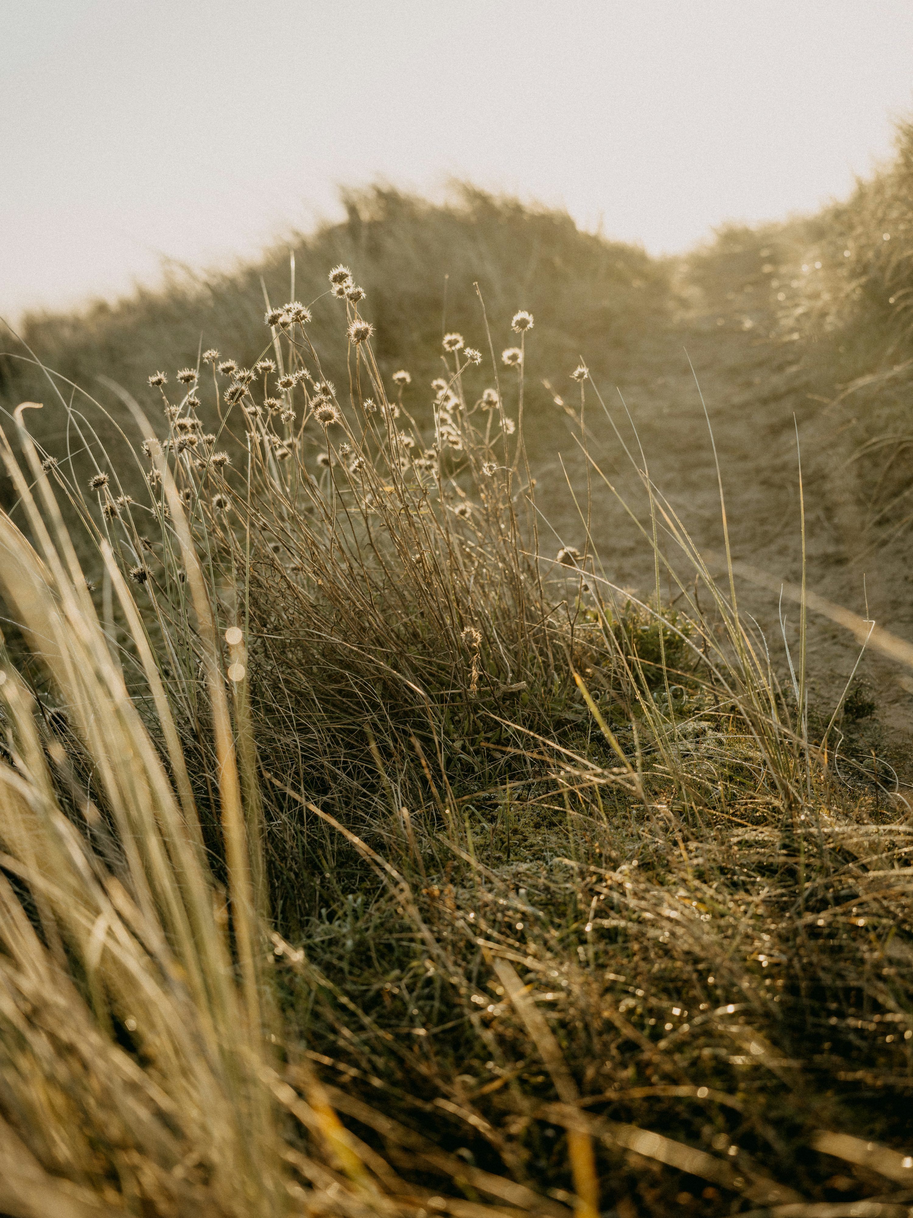Dry Grass Wallpapers - Top Free Dry Grass Backgrounds - WallpaperAccess