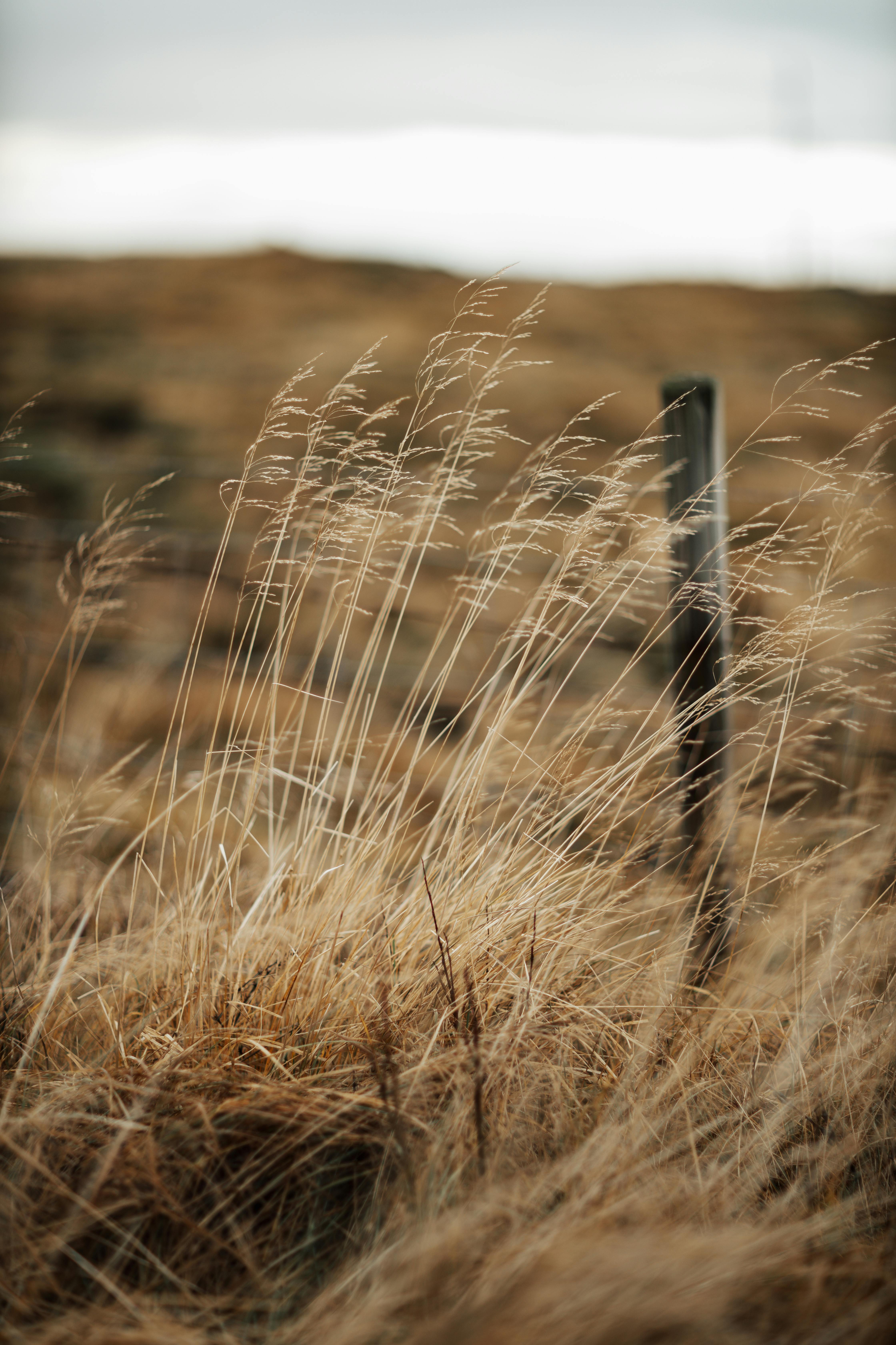 Dry Grass Wallpapers - Top Free Dry Grass Backgrounds - WallpaperAccess