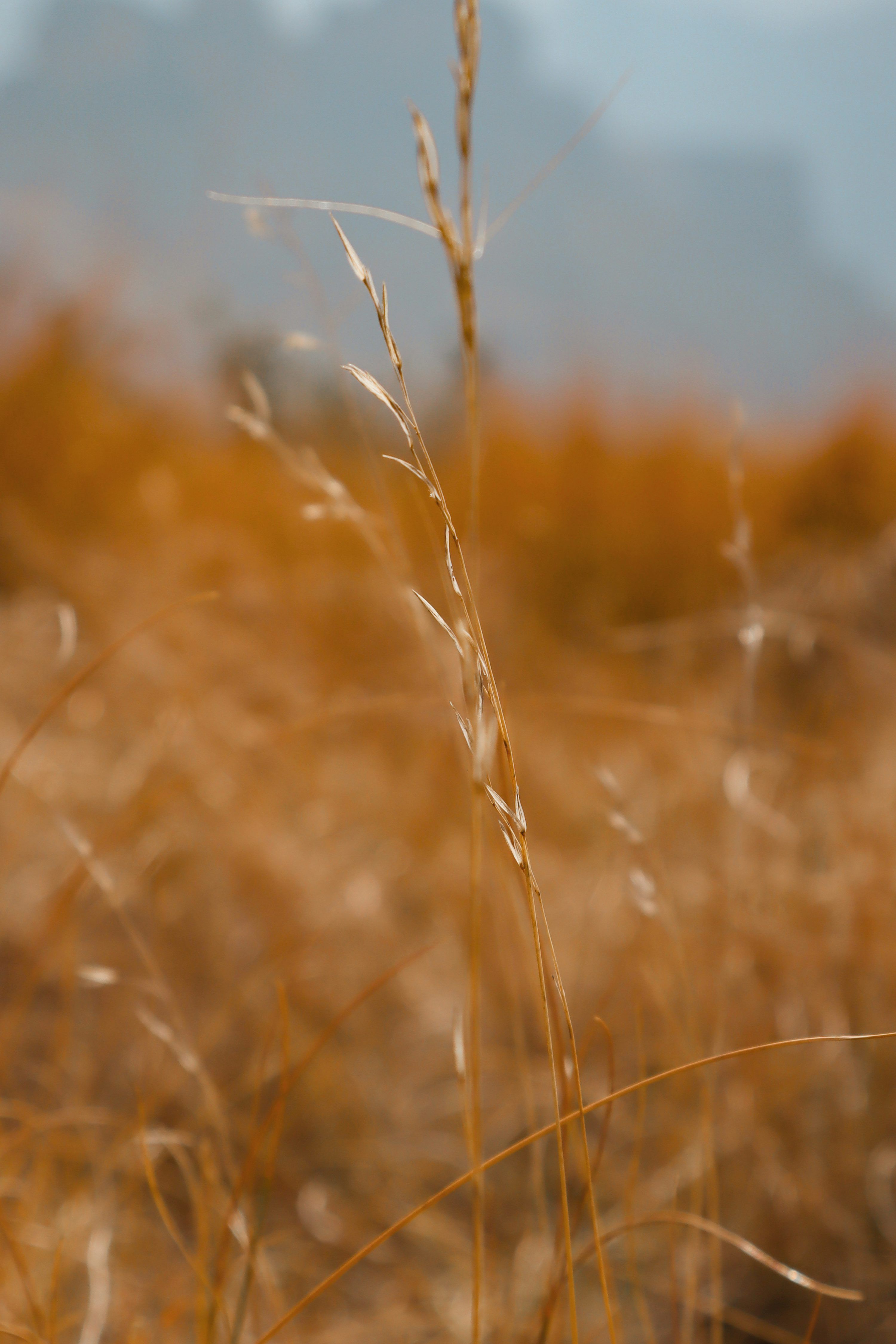 Dry Grass Wallpapers - Top Free Dry Grass Backgrounds - WallpaperAccess