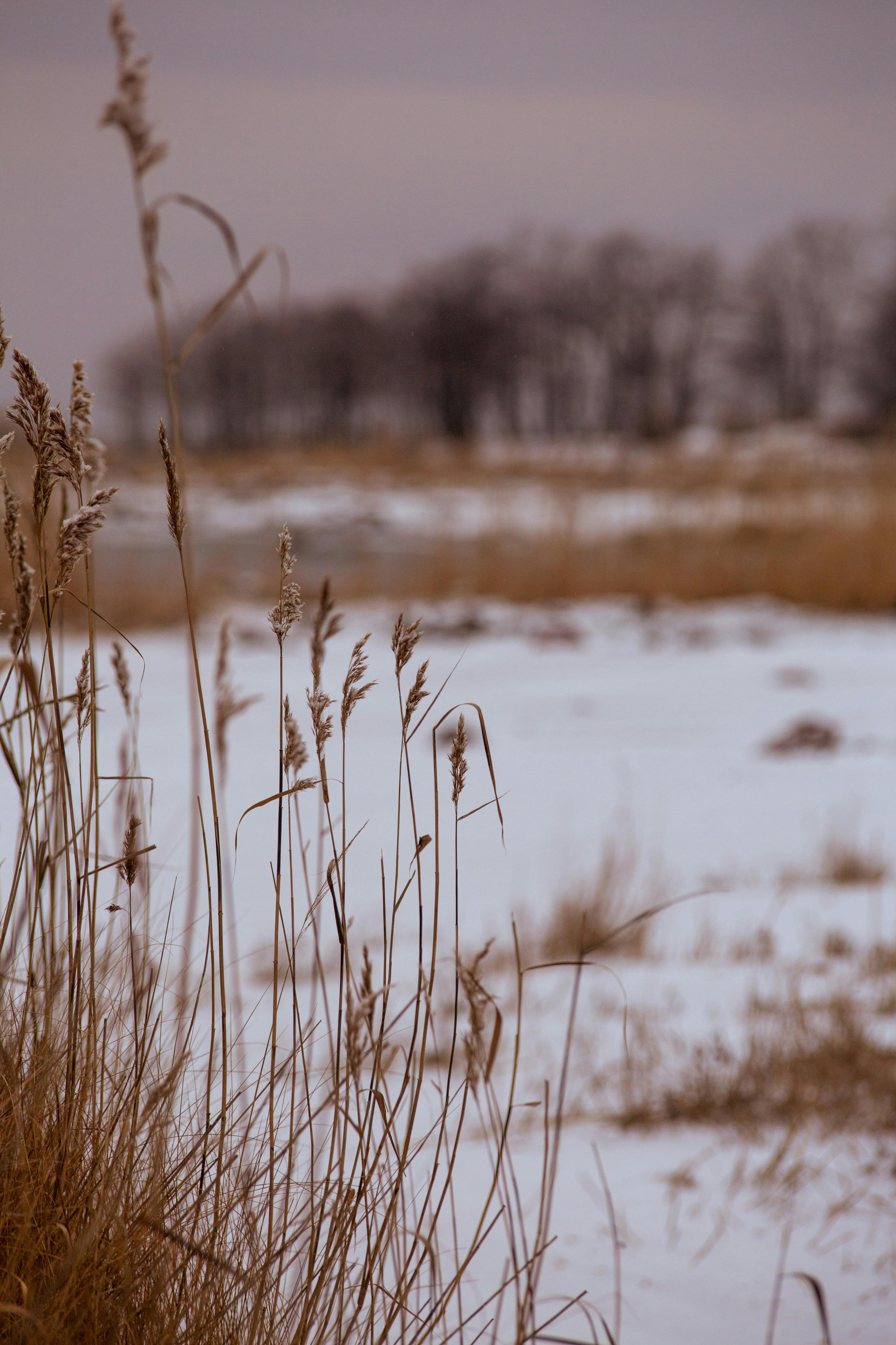 Dry Grass Wallpapers - Top Free Dry Grass Backgrounds - WallpaperAccess