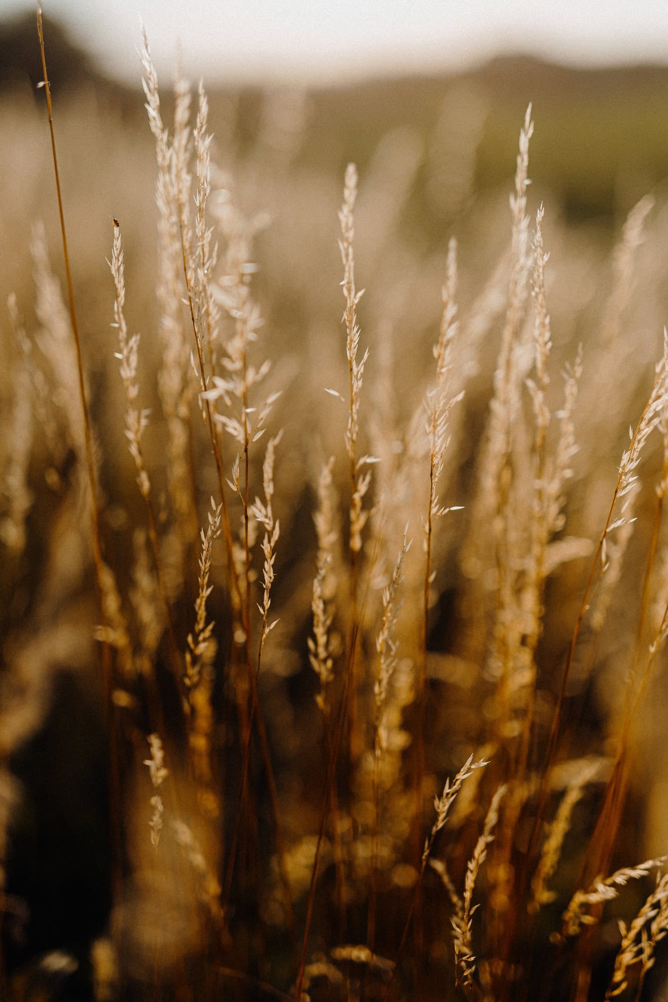 Dry Grass Wallpapers - Top Free Dry Grass Backgrounds - WallpaperAccess