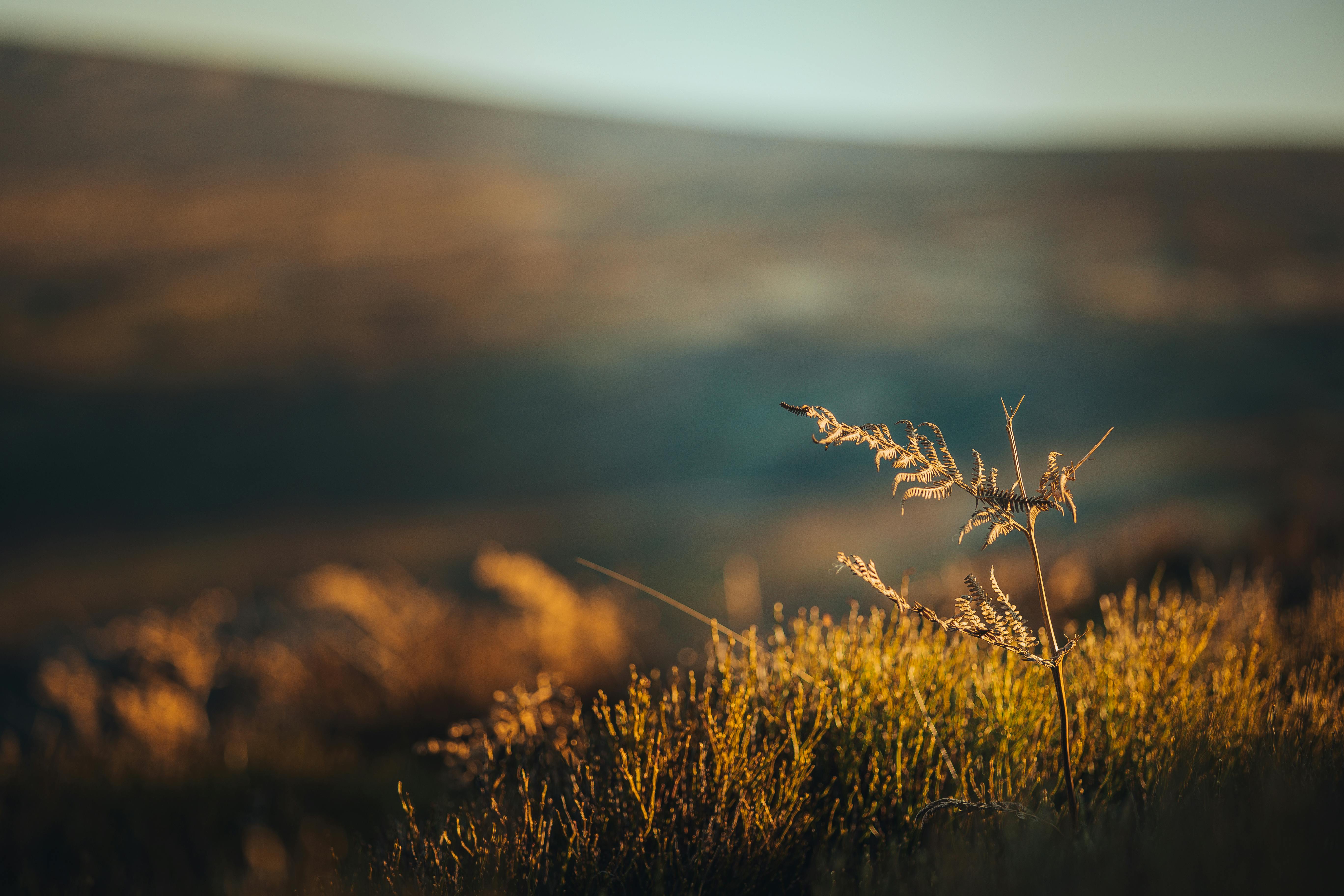 Dry Grass Wallpapers - Top Free Dry Grass Backgrounds - WallpaperAccess