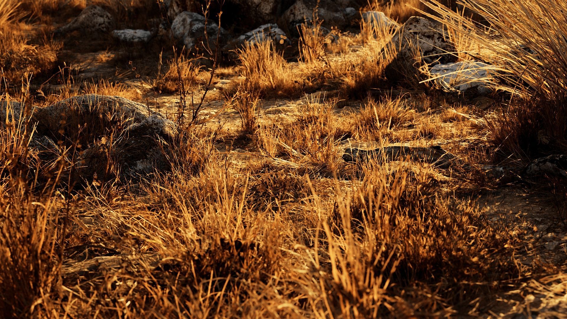 Dry Grass Wallpapers - Top Free Dry Grass Backgrounds - WallpaperAccess