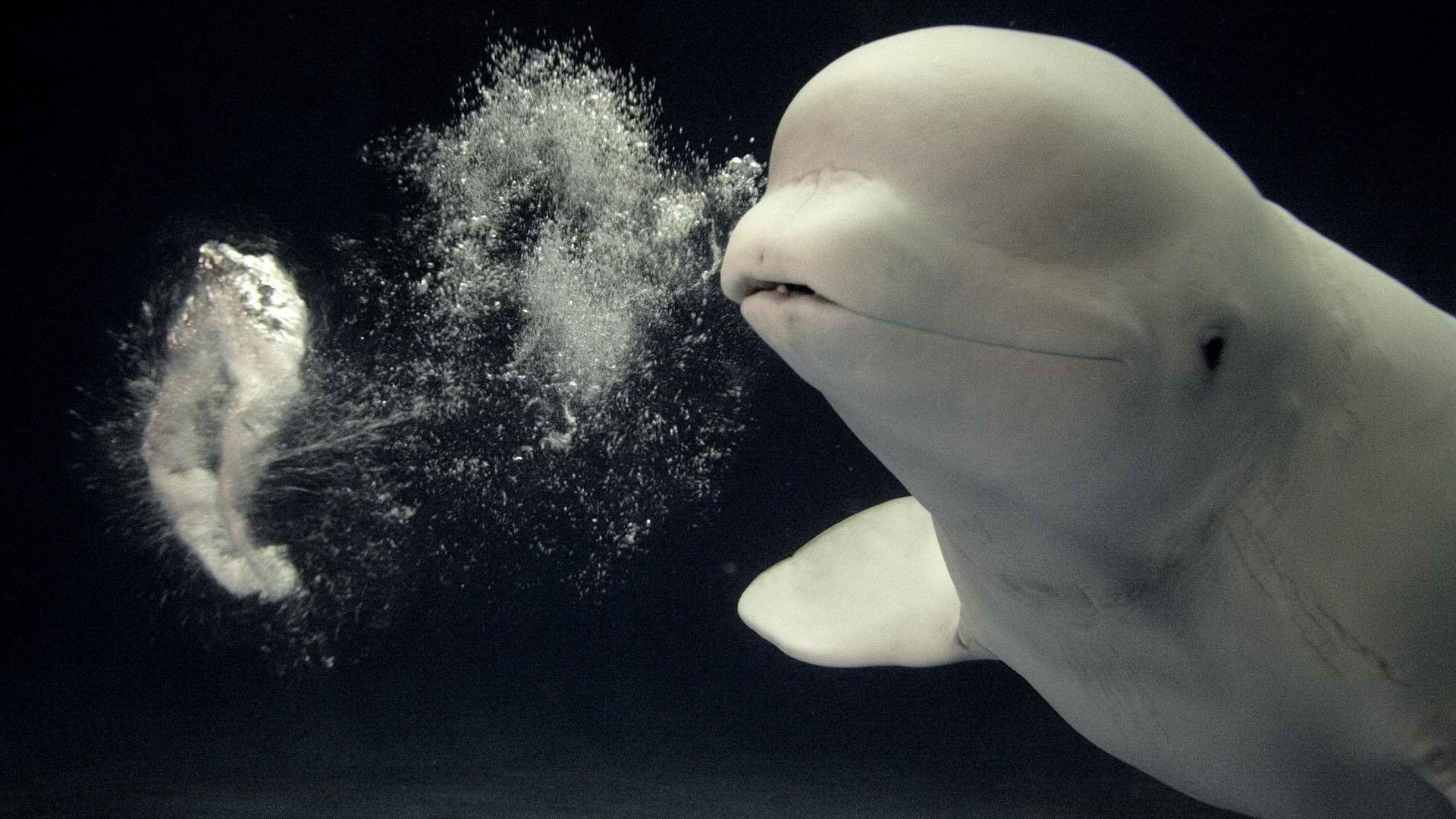 Beluga Wallpapers - Top Free Beluga Backgrounds - WallpaperAccess