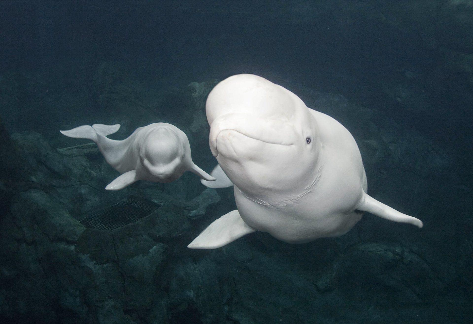 Beluga Wallpapers - Top Free Beluga Backgrounds - WallpaperAccess