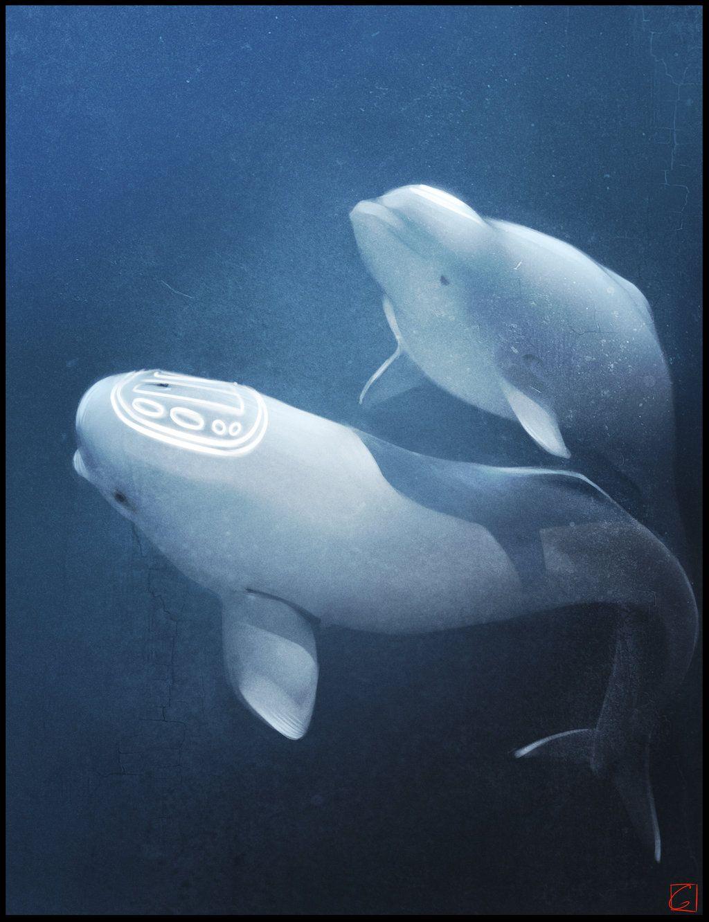 Beluga Wallpapers - Top Free Beluga Backgrounds - WallpaperAccess