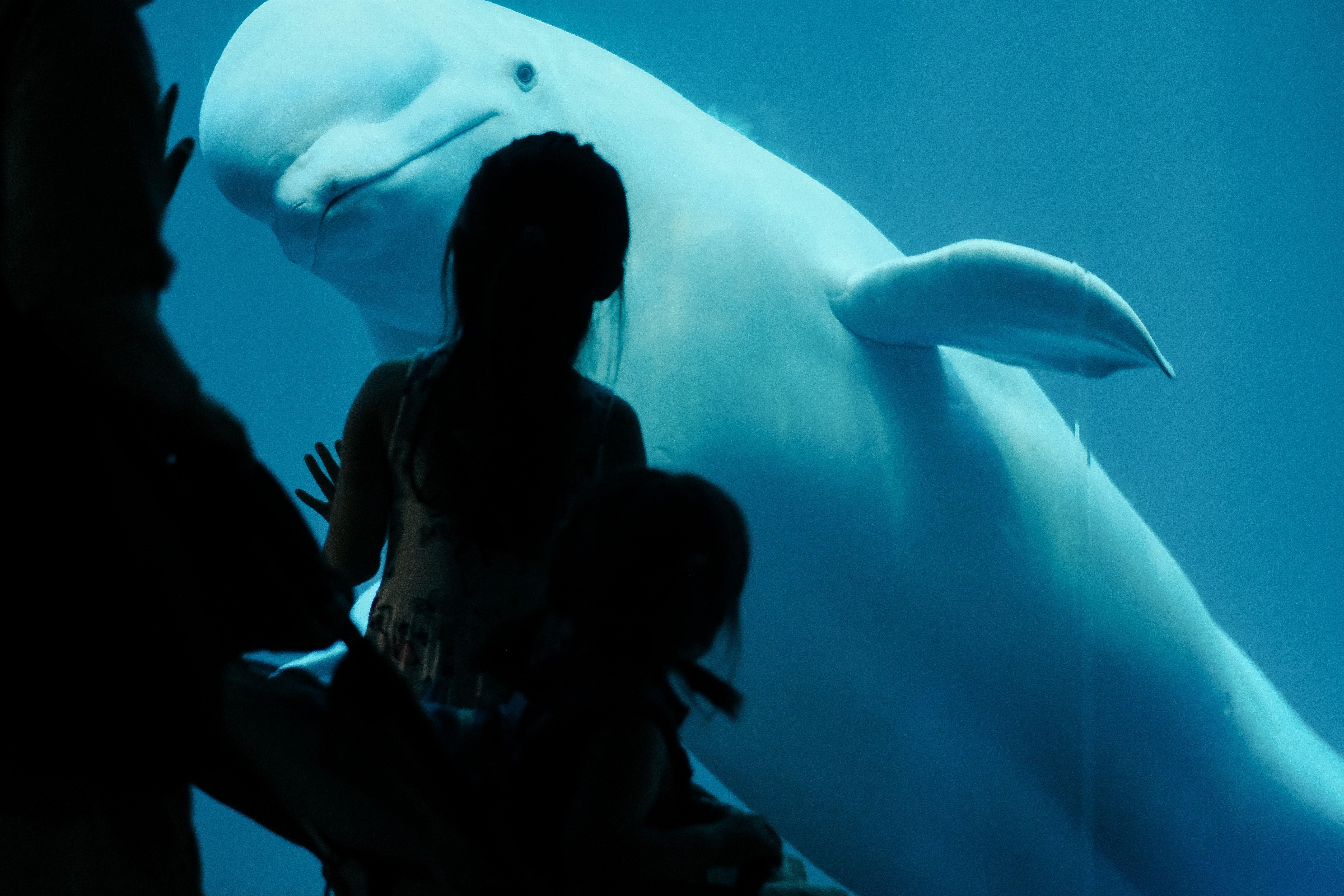 Beluga Wallpapers - Top Free Beluga Backgrounds - WallpaperAccess