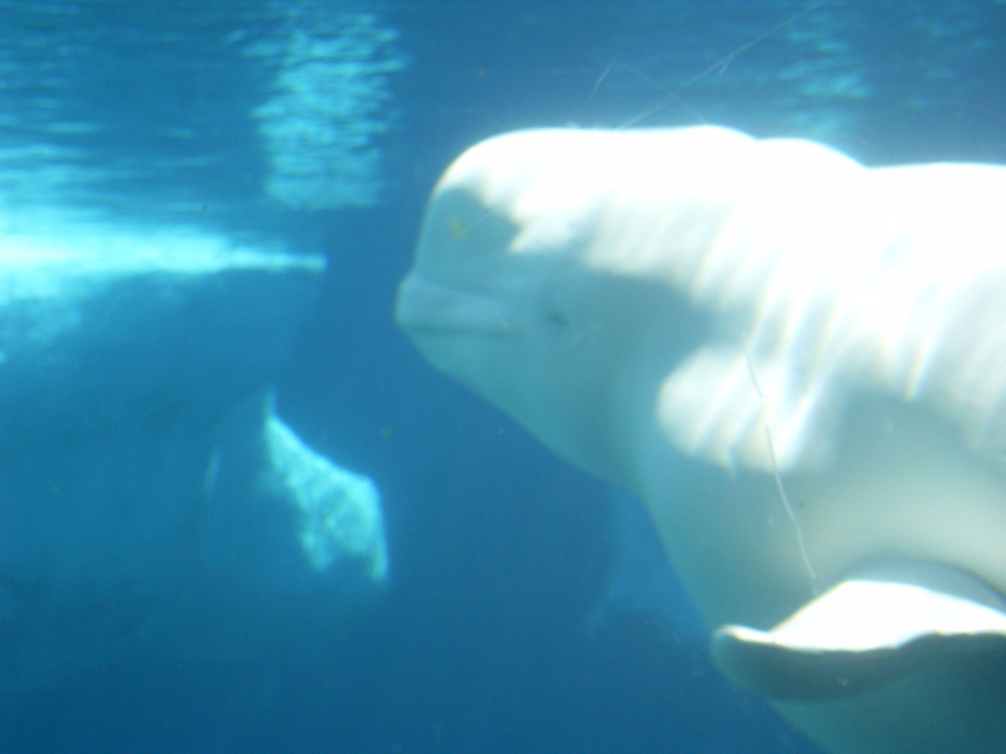 Beluga Wallpapers - Top Free Beluga Backgrounds - WallpaperAccess