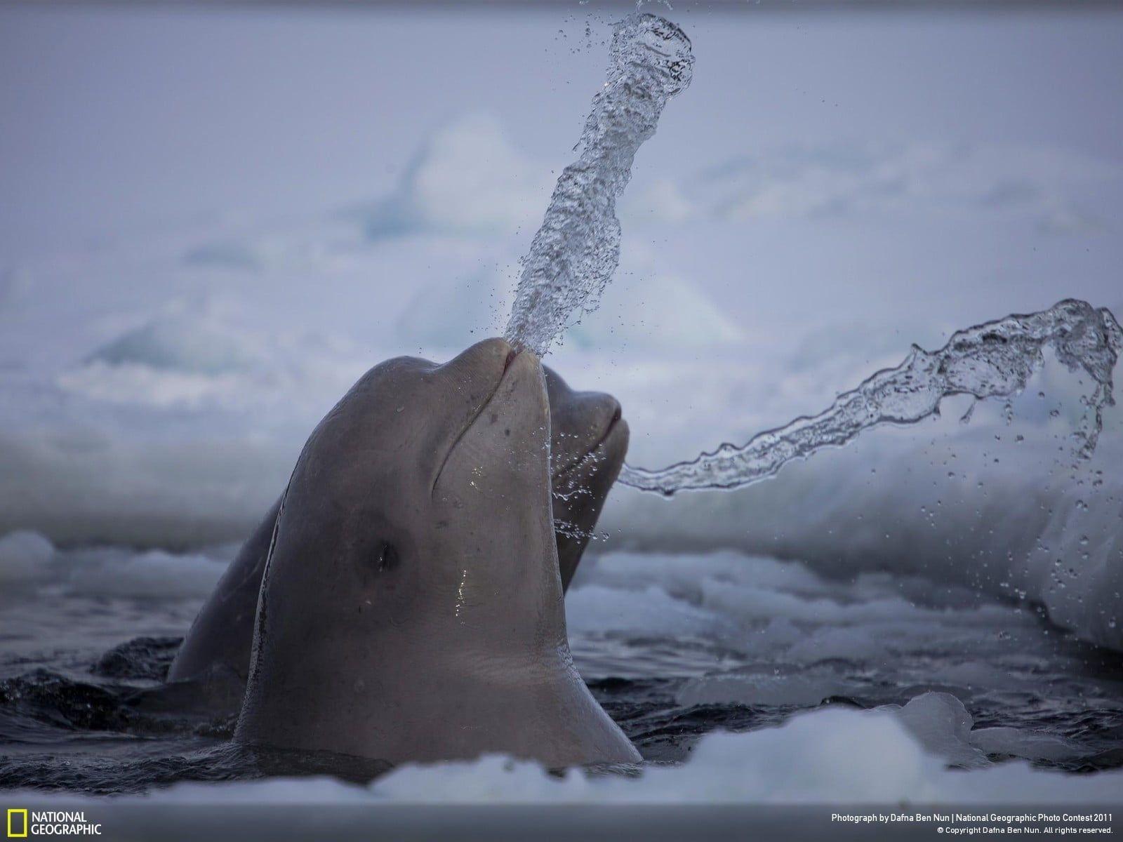 Beluga Wallpapers - Top Free Beluga Backgrounds - WallpaperAccess