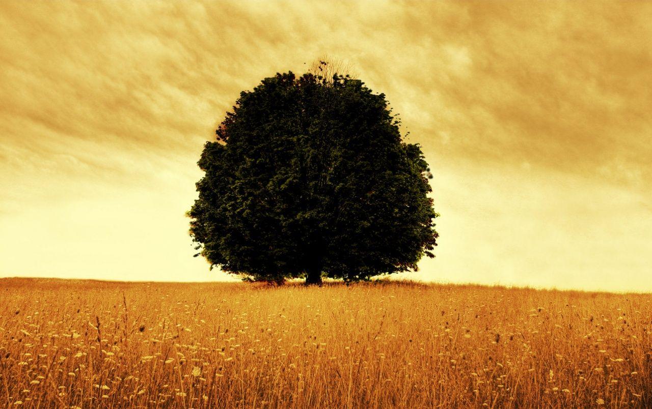 Old Tree Wallpapers - Top Free Old Tree Backgrounds - WallpaperAccess