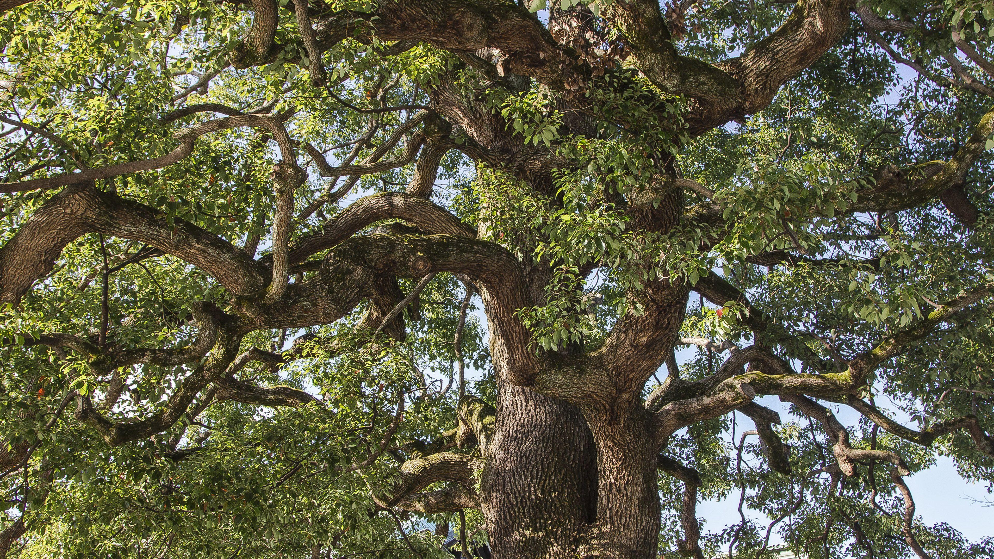 Old Tree Wallpapers - Top Free Old Tree Backgrounds - WallpaperAccess