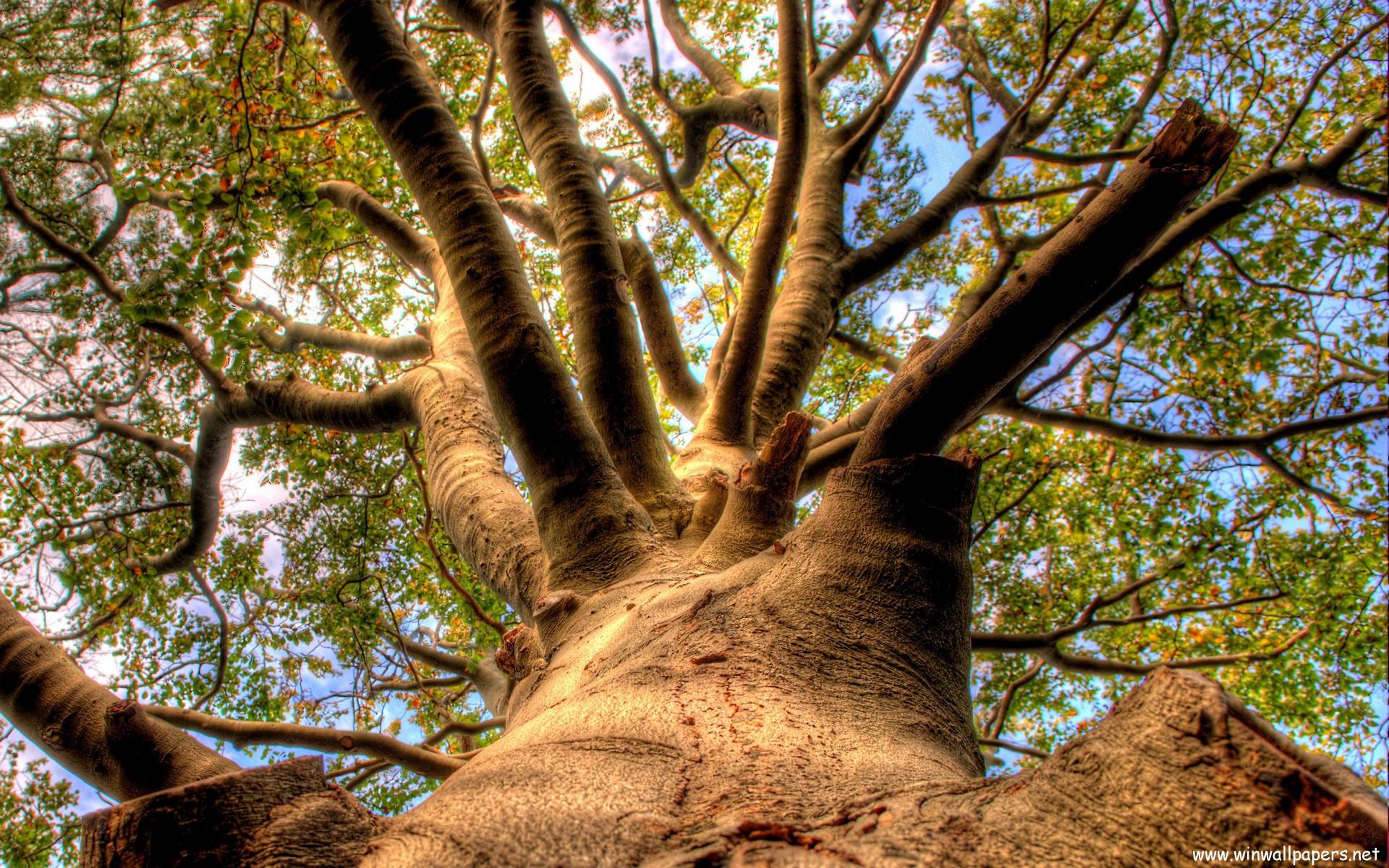 Old Tree Wallpapers - Top Free Old Tree Backgrounds - WallpaperAccess