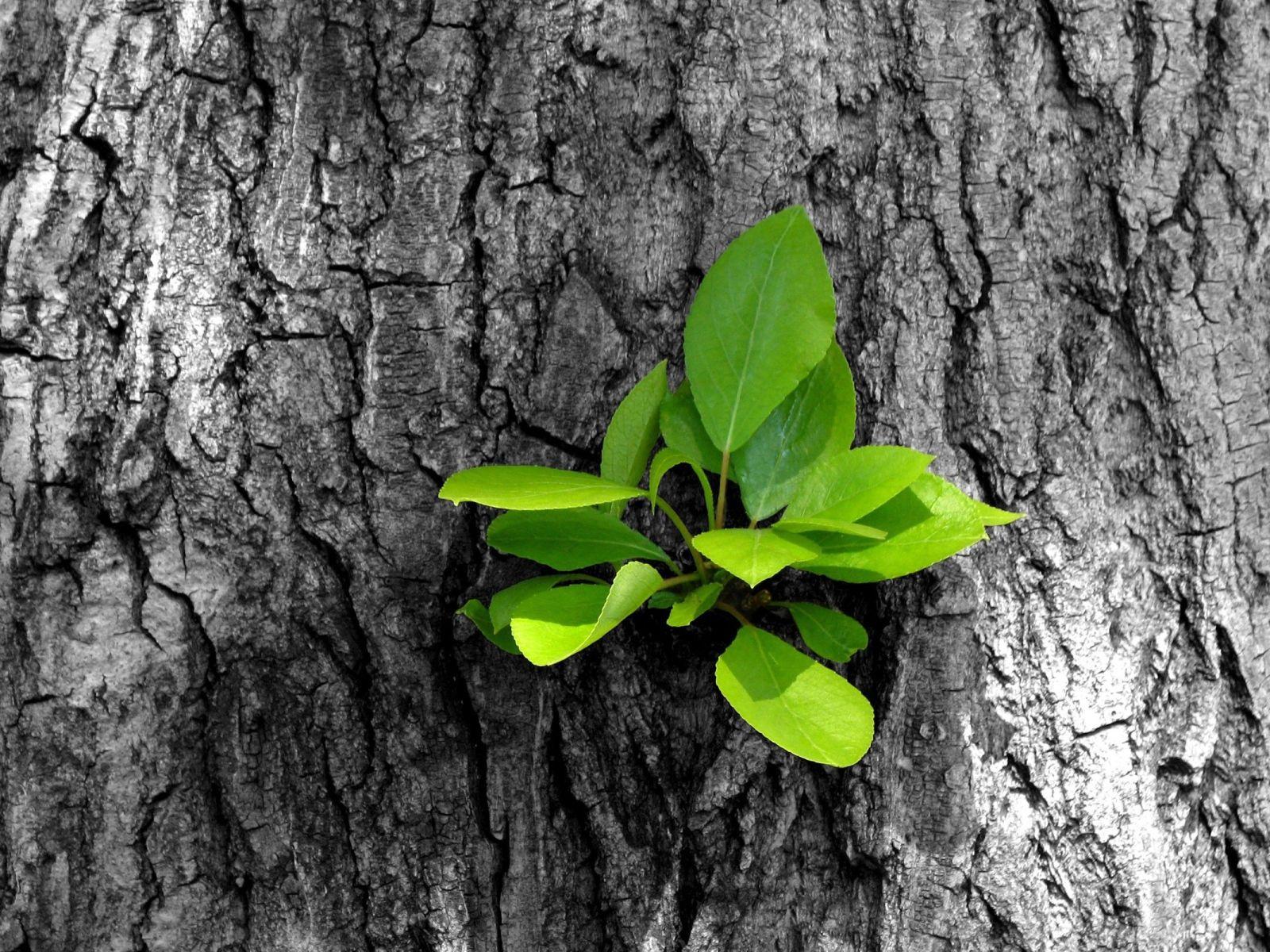 Old Tree Wallpapers - Top Free Old Tree Backgrounds - WallpaperAccess