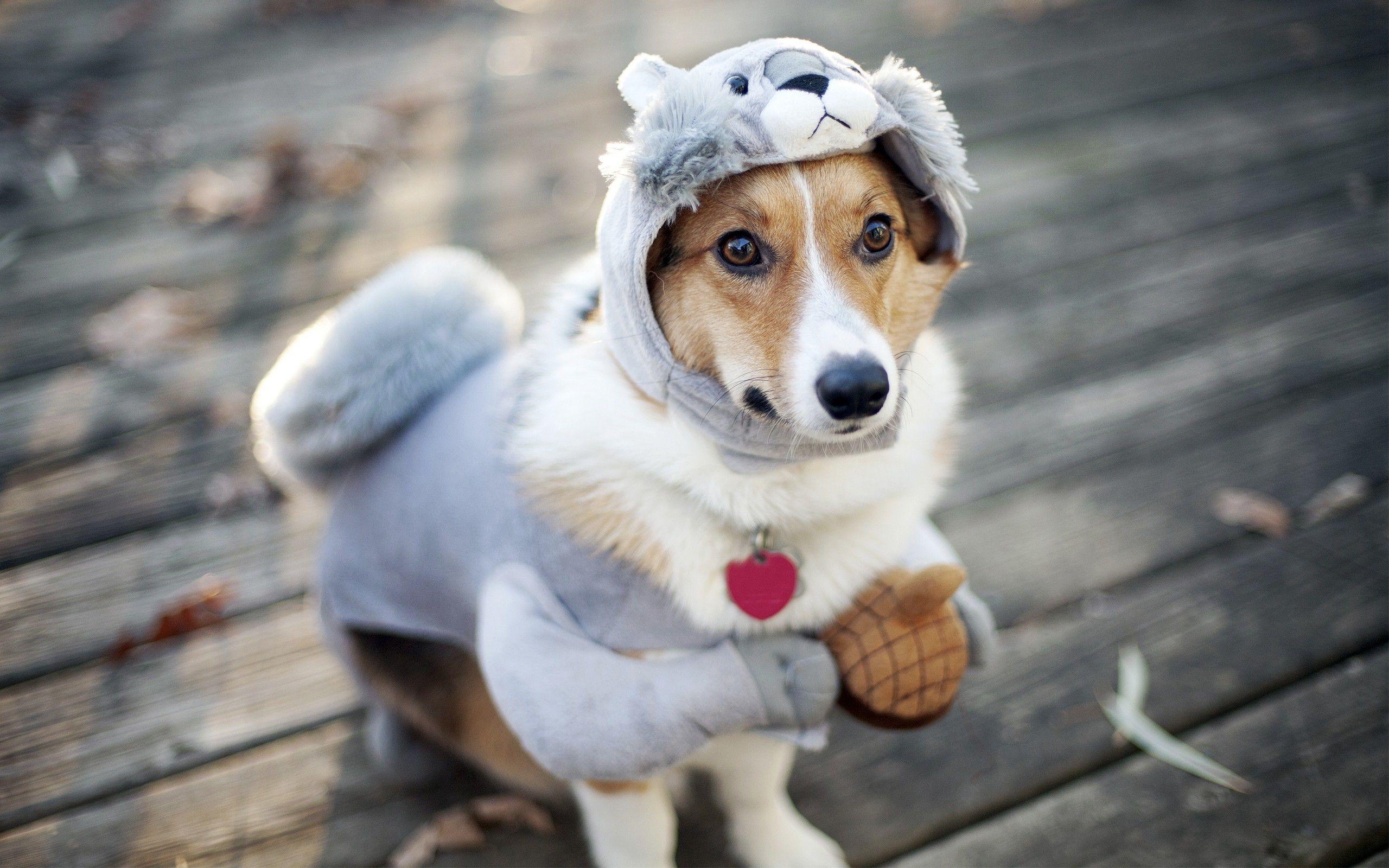 Funny Dogs Wallpapers - Top Free Funny Dogs Backgrounds - WallpaperAccess