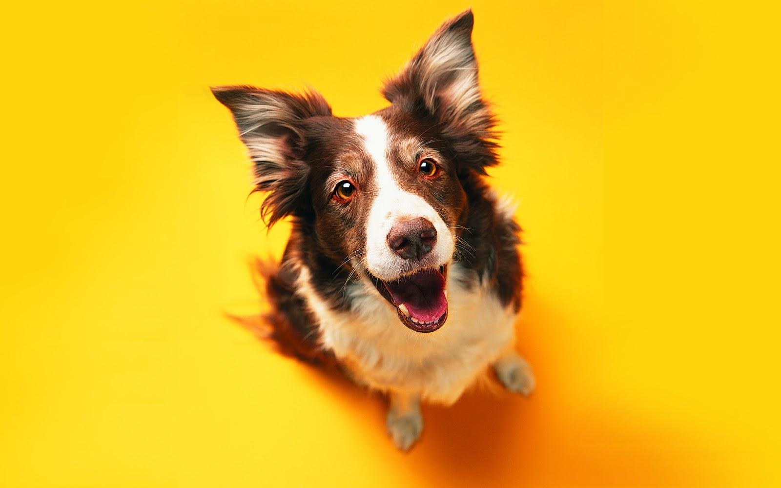 Funny Dogs Wallpapers - Top Free Funny Dogs Backgrounds - WallpaperAccess
