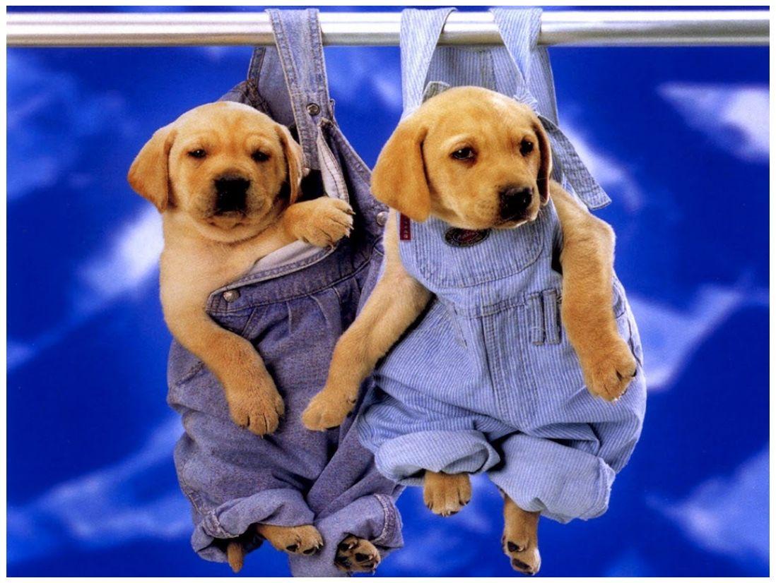 Funny Dogs Wallpapers - Top Free Funny Dogs Backgrounds - WallpaperAccess