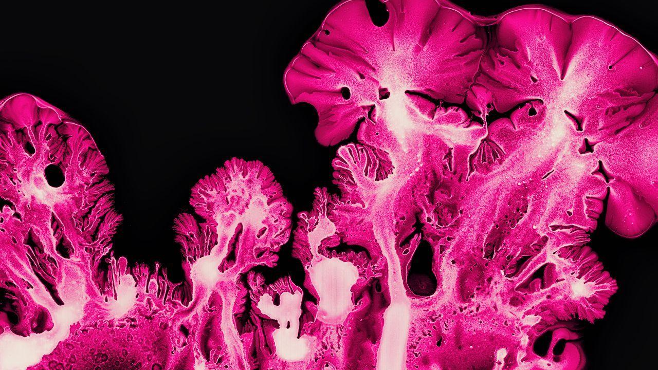 Coral Pink Wallpapers - Top Free Coral Pink Backgrounds - WallpaperAccess