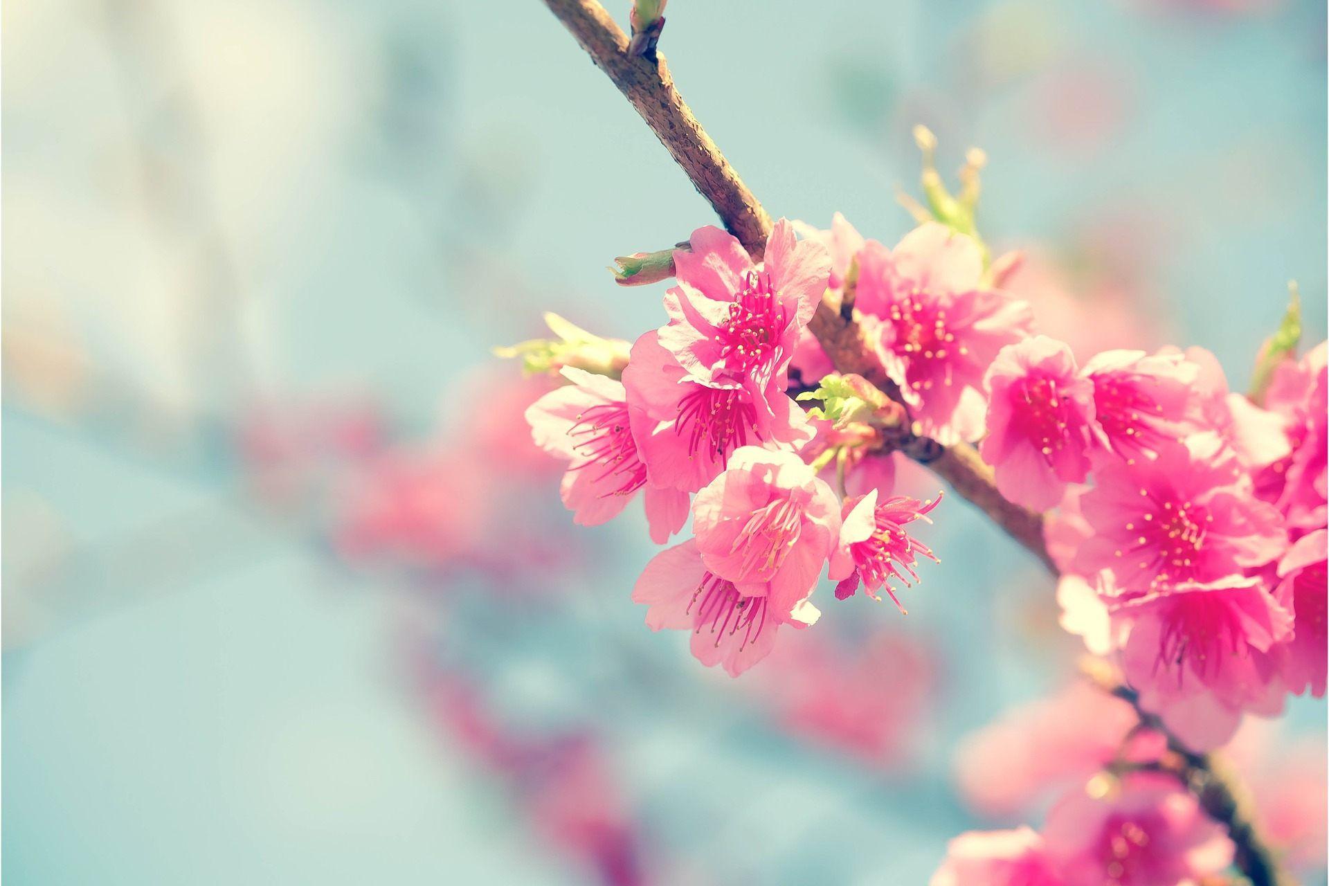 Japan Flowers Wallpapers - Top Free Japan Flowers Backgrounds ...