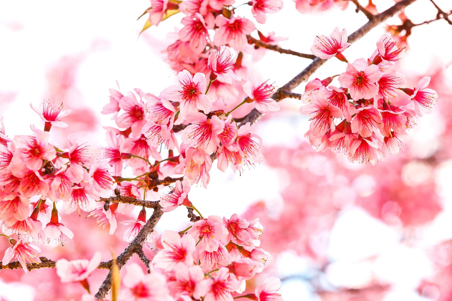 Sakura Flower Wallpapers - Top Free Sakura Flower Backgrounds ...