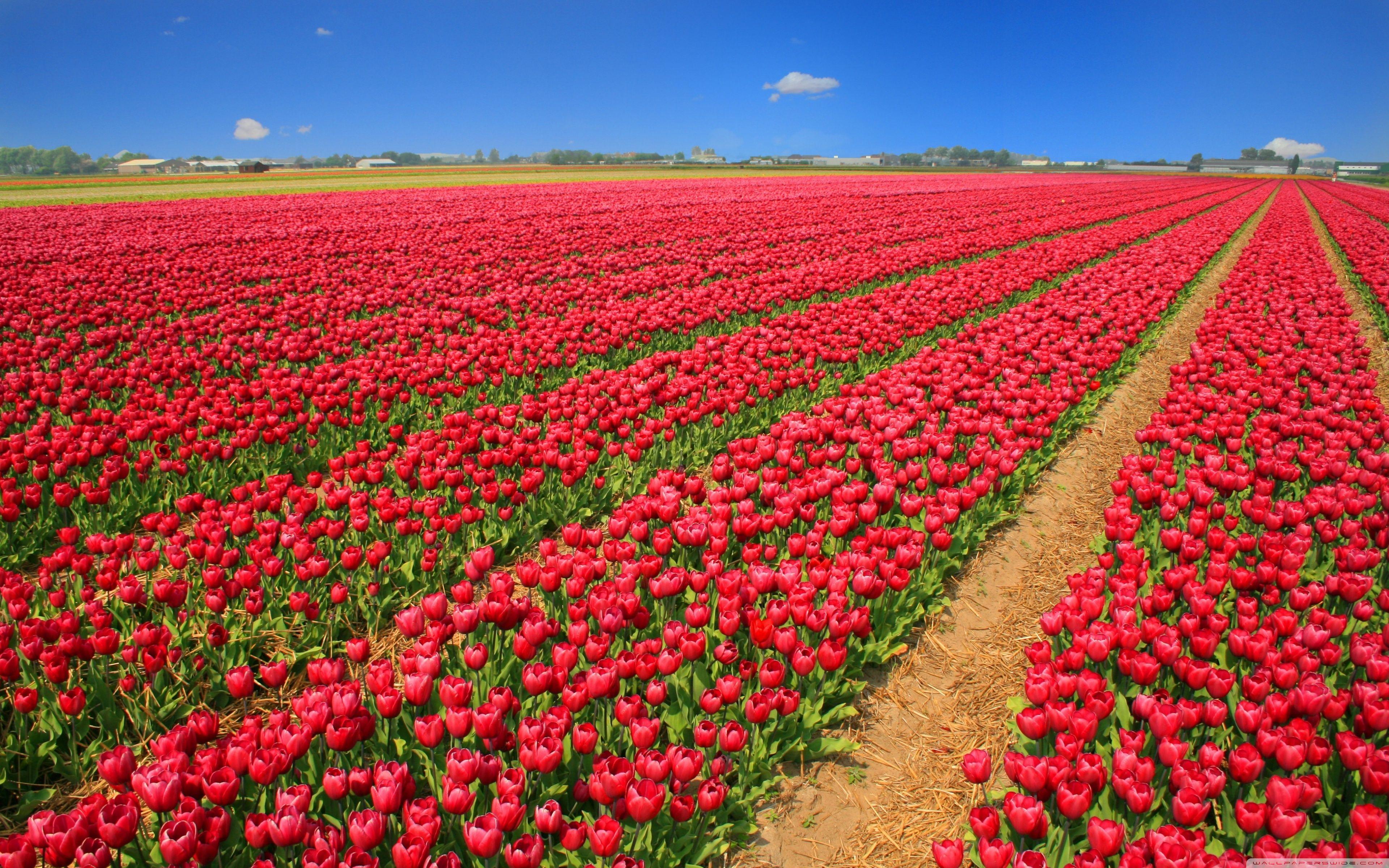 Tulip Field Wallpapers - Top Free Tulip Field Backgrounds - WallpaperAccess