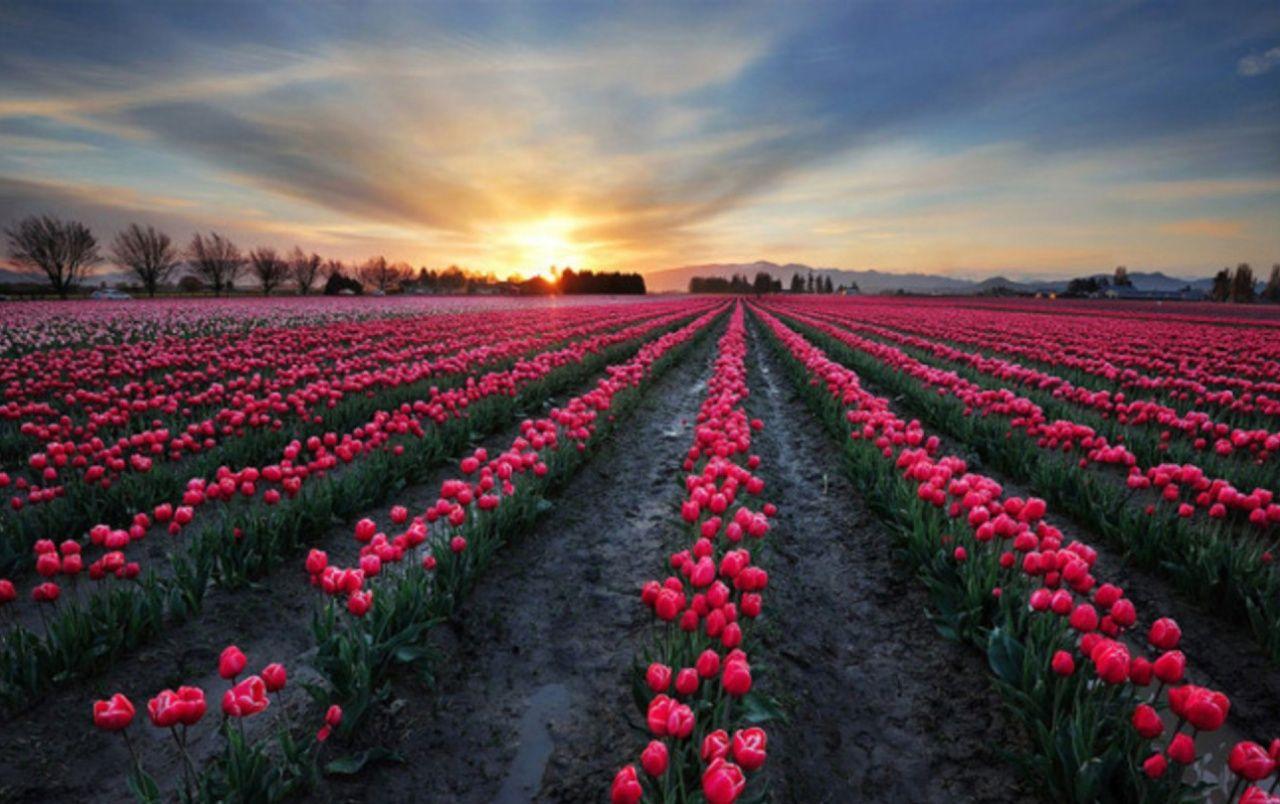 Tulip Field Wallpapers - Top Free Tulip Field Backgrounds - WallpaperAccess