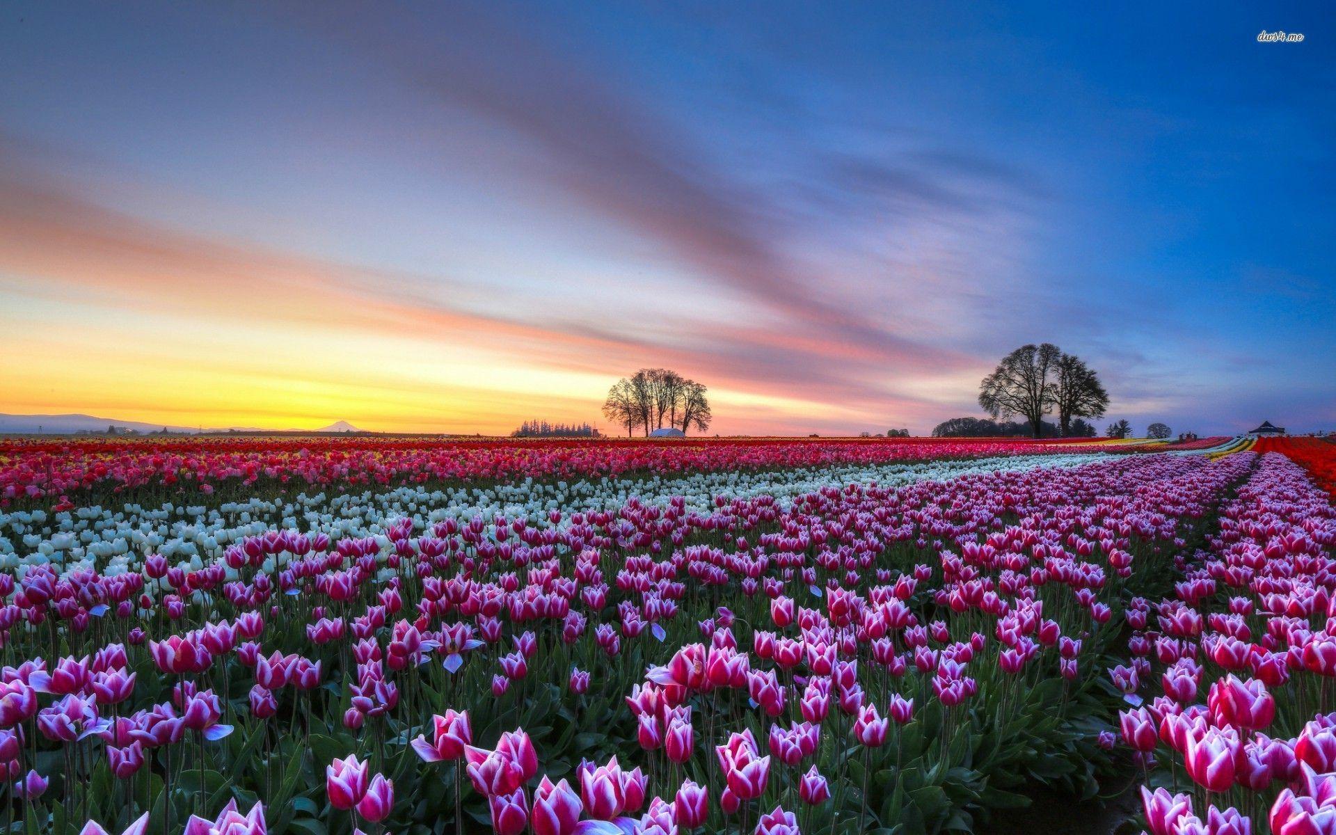 Tulip Field Wallpapers - Top Free Tulip Field Backgrounds - WallpaperAccess